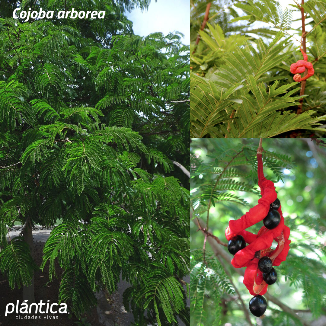 Arboles nativos de México: las mejores opciones para jardines y azoteas ...