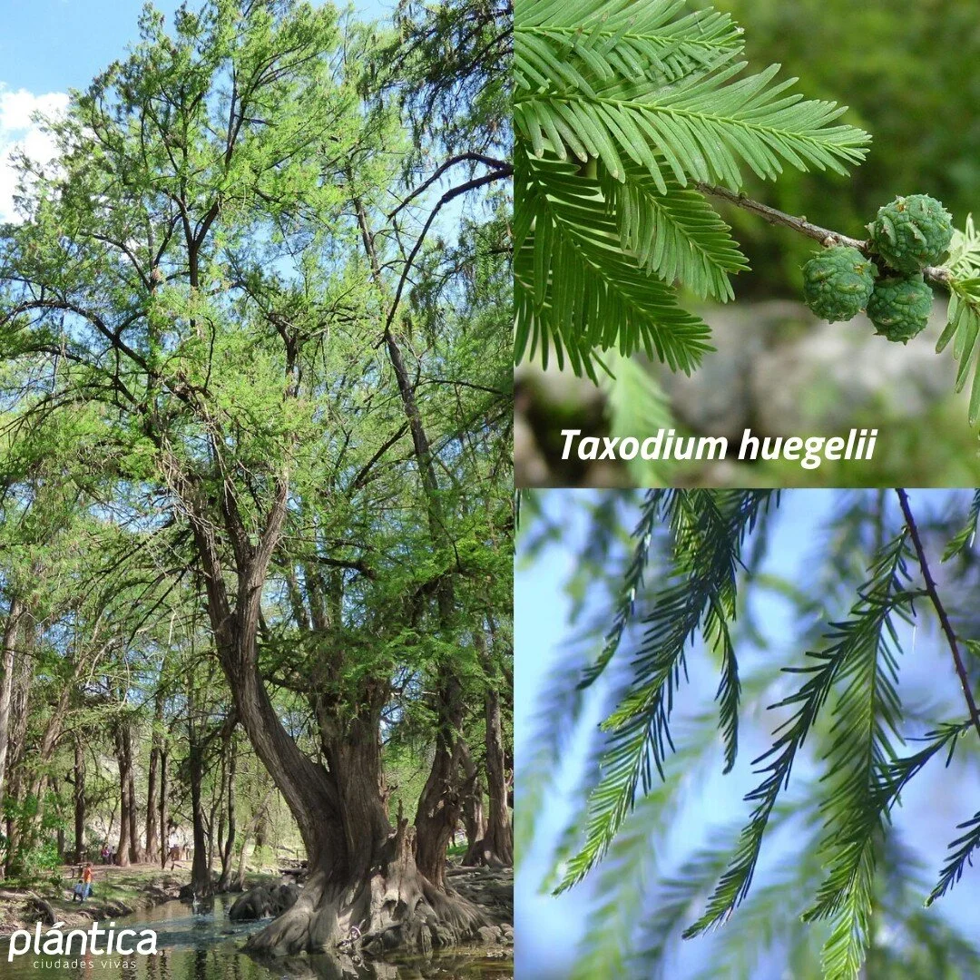 Arboles nativos de México: las mejores opciones para jardines y azoteas ...