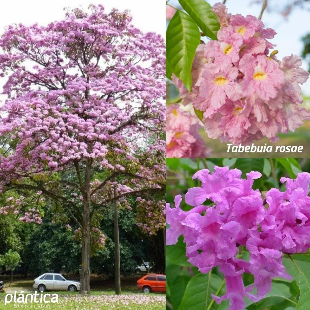 Arboles nativos de México: las mejores opciones para jardines y azoteas ...