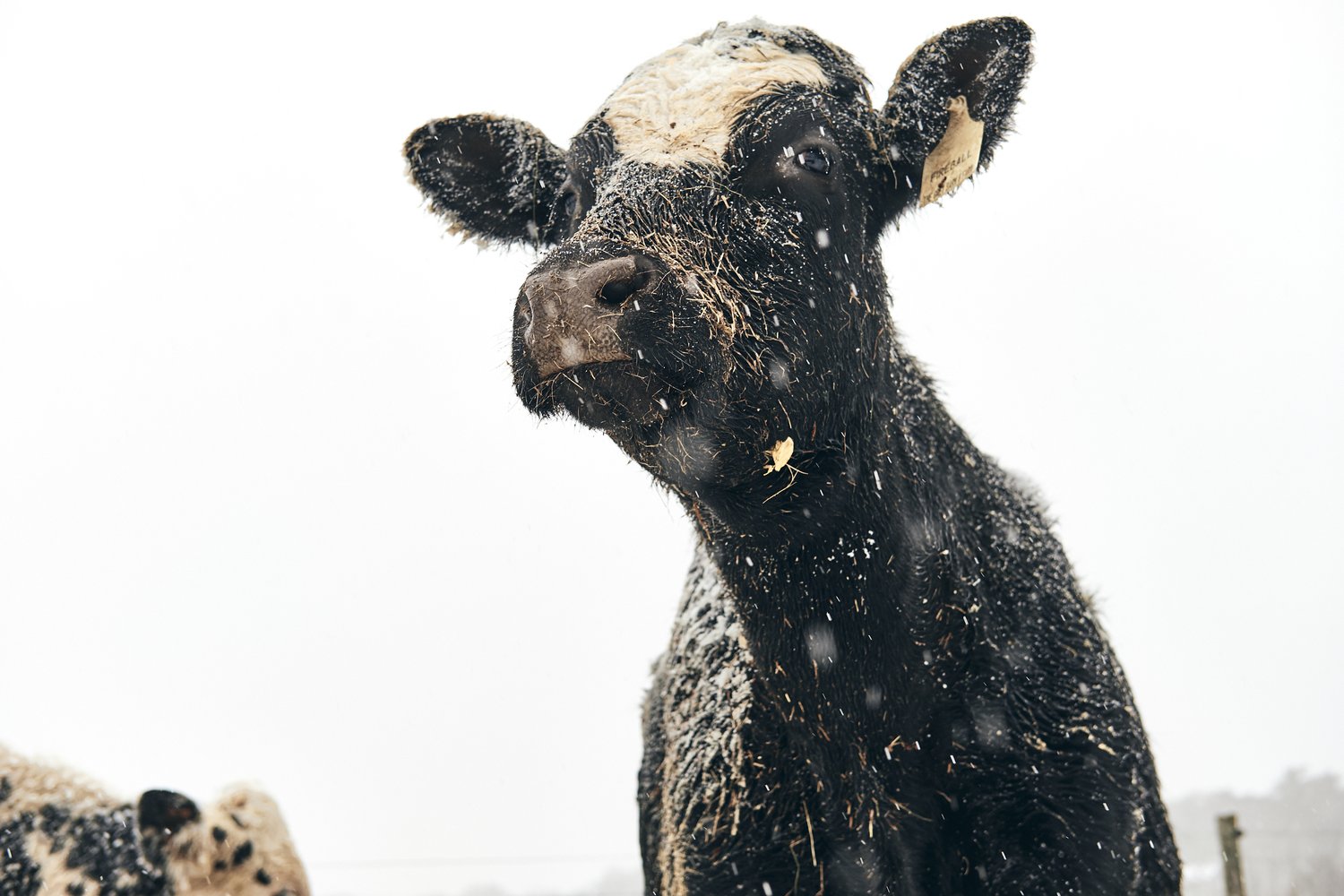 Cows — The Grey Barn & Farm