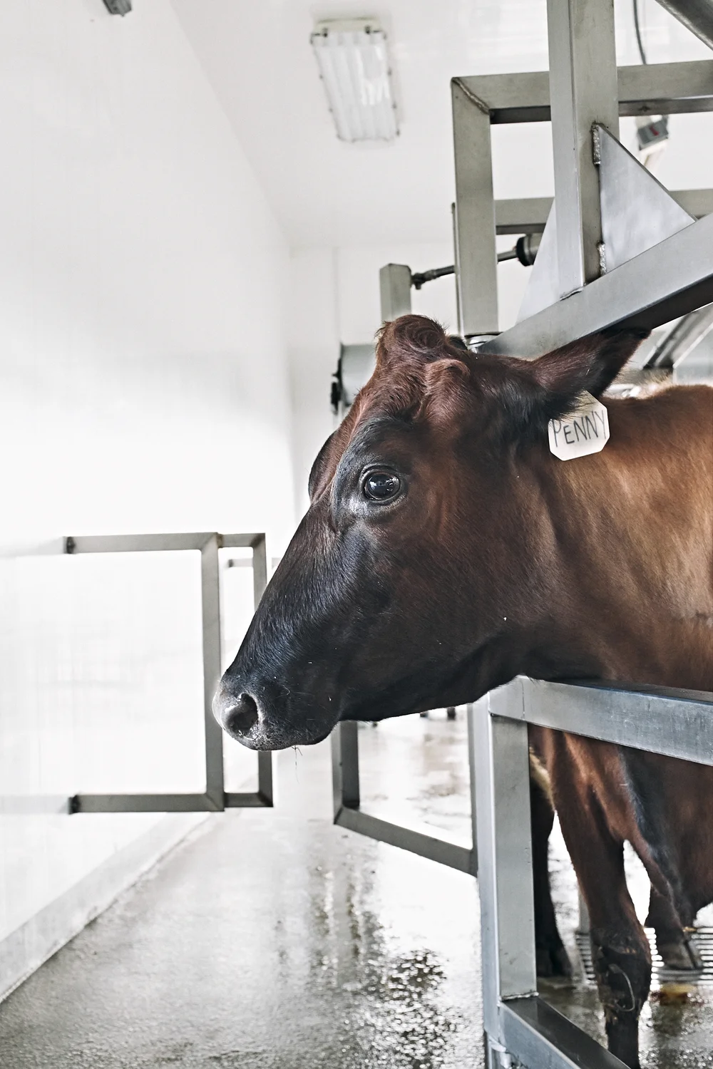 Cows — The Grey Barn & Farm