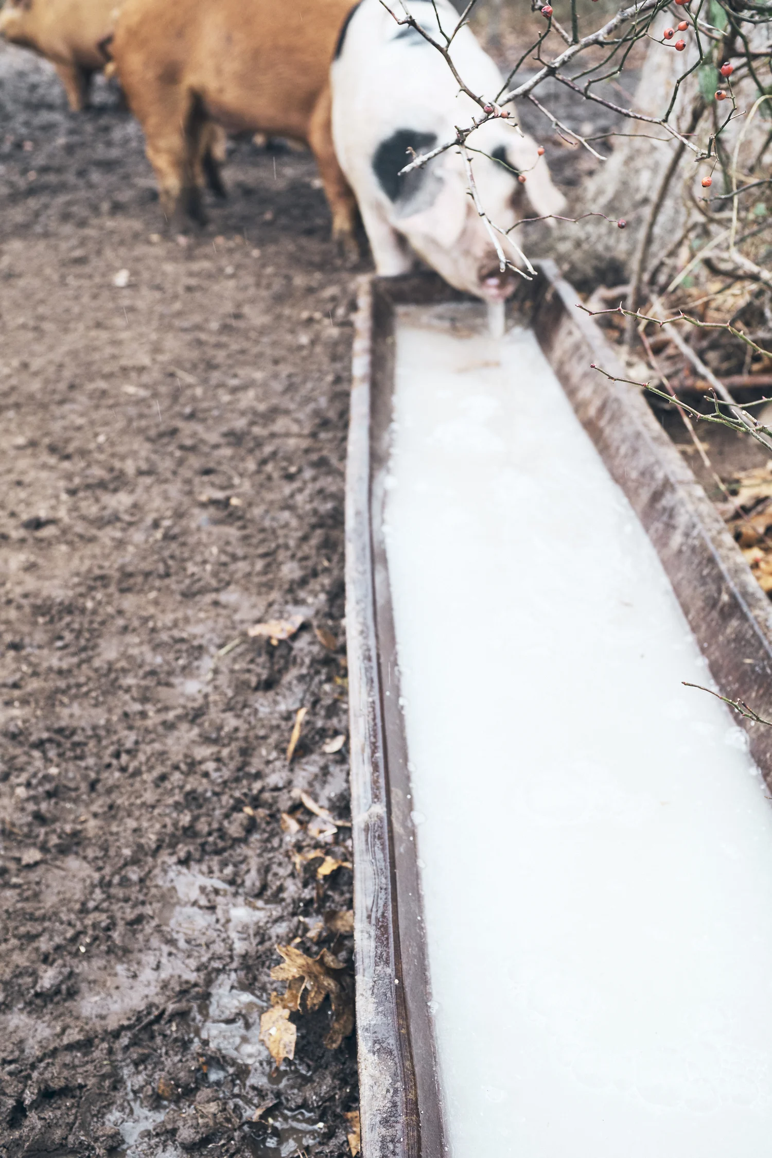 Pigs — The Grey Barn & Farm