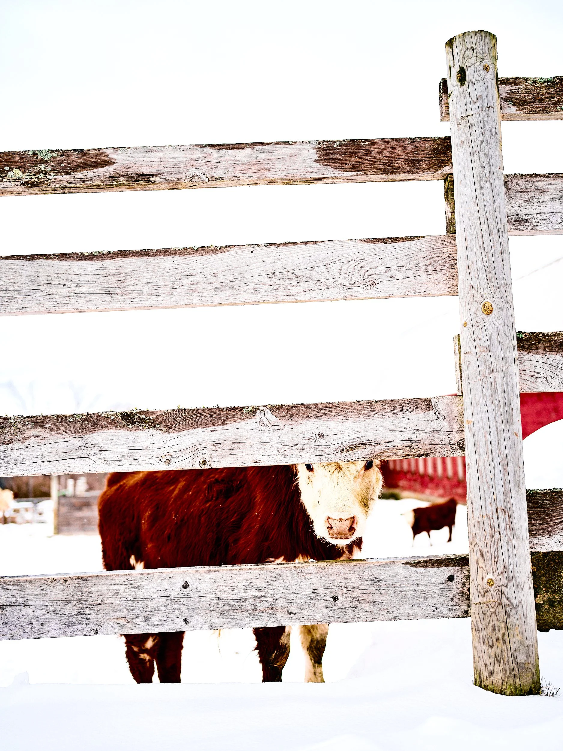 Introducing our Sister Farm Knob Hill Farm in Marshfield, Vermont — The ...