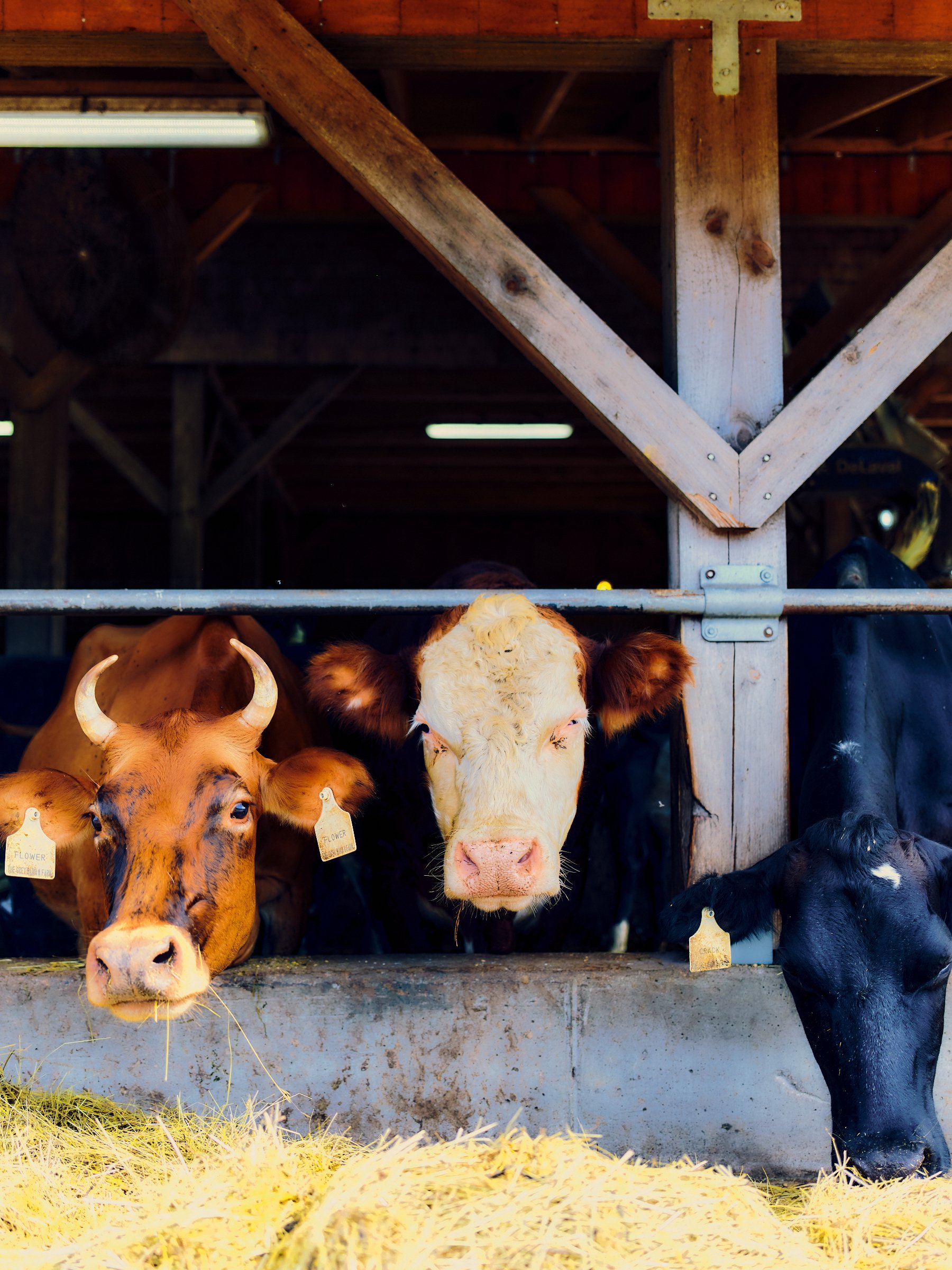 The Grey Barn & Farm
