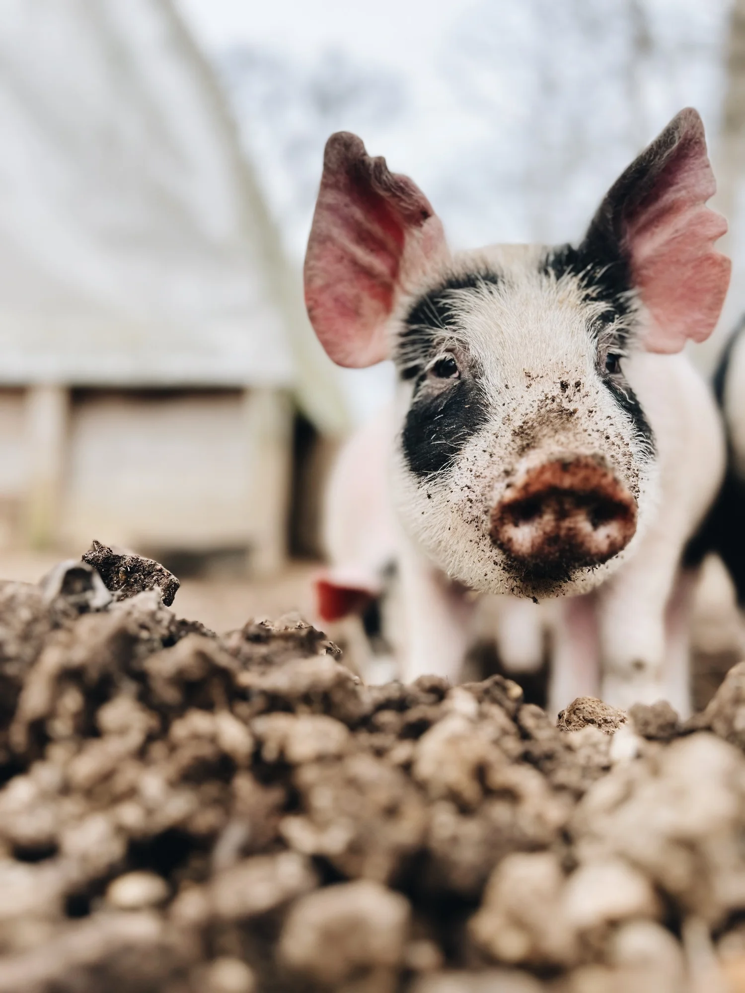 The Grey Barn & Farm