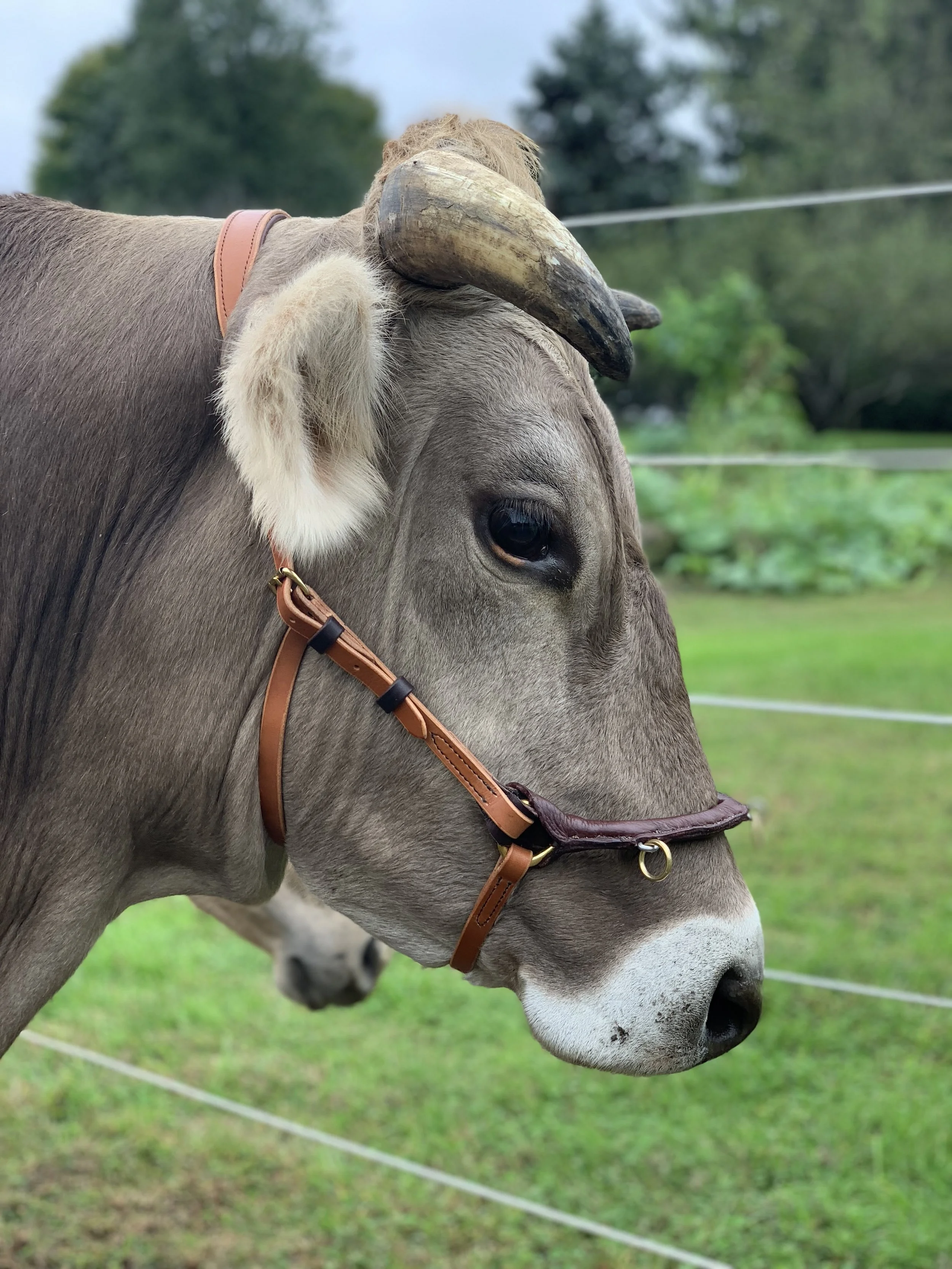 Meg's Cavesson — Narnia Stables