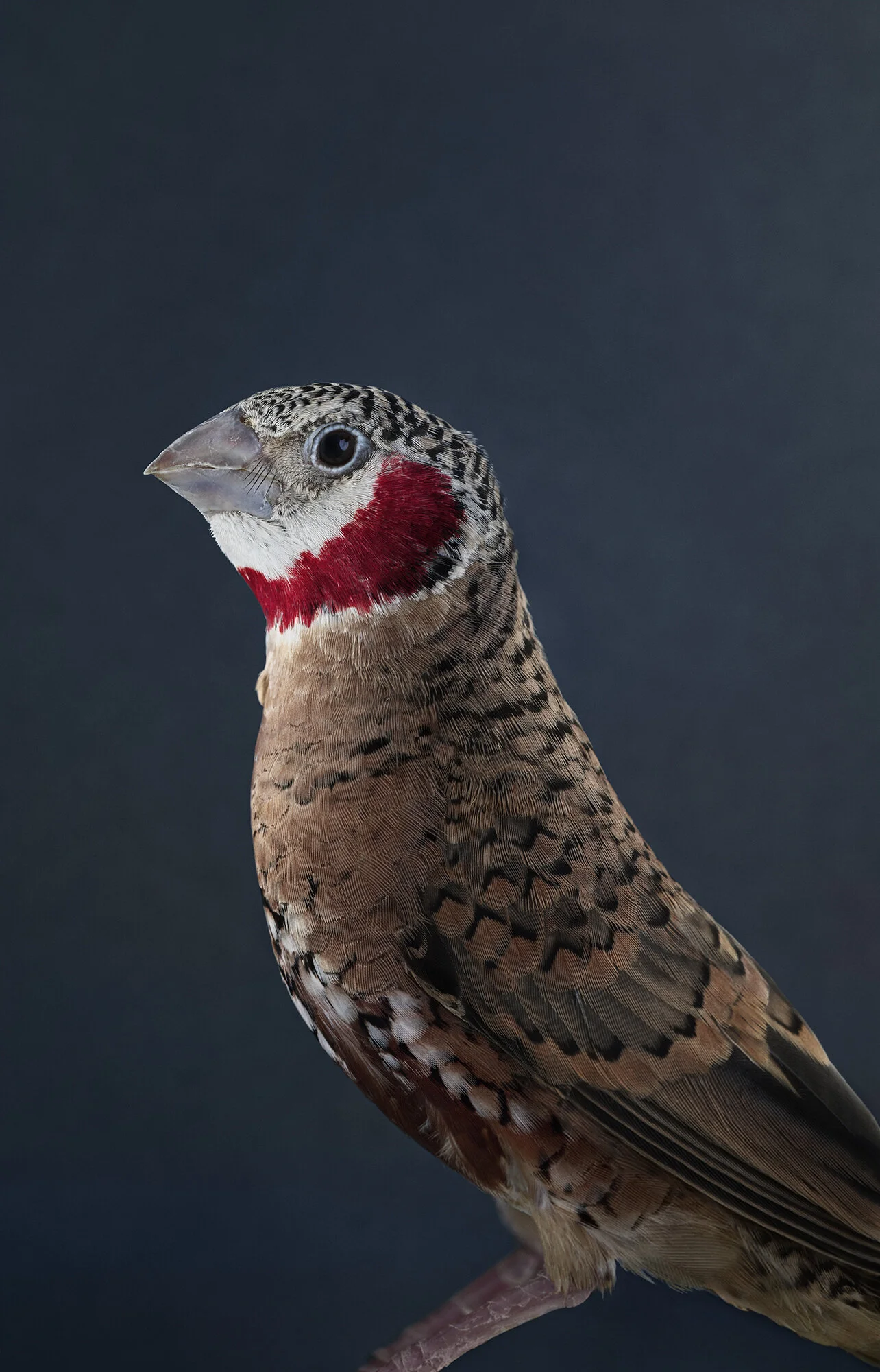 Bowness Photography Prize Finalist — Leila Jeffreys