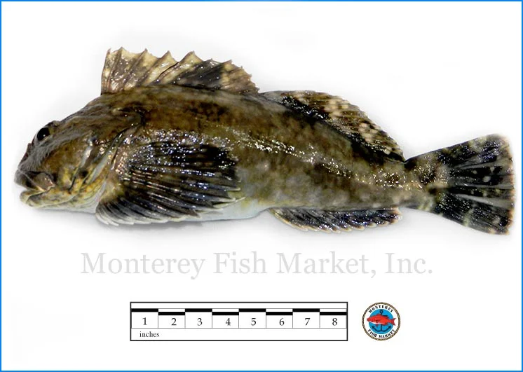 Cabezon - Monterey Fish Market Seafood Index — Monterey Fish Market