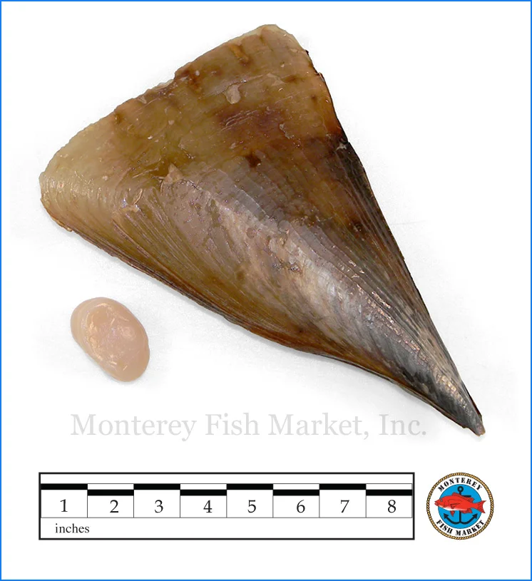 Pen Shell - Monterey Fish Market Seafood Index — Monterey Fish Market