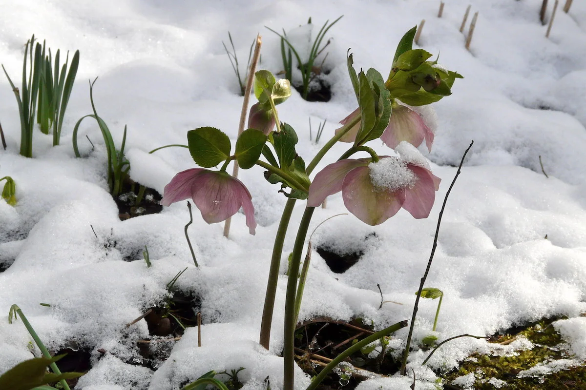 Hellebore In Snow