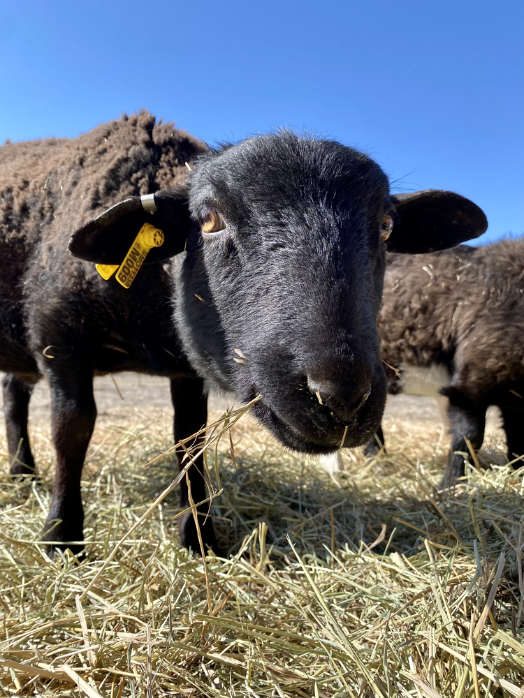 Russ — Iowa Farm Sanctuary