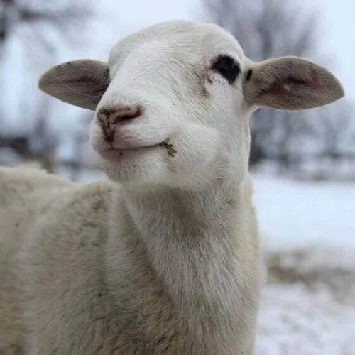 Iowa Farm Sanctuary