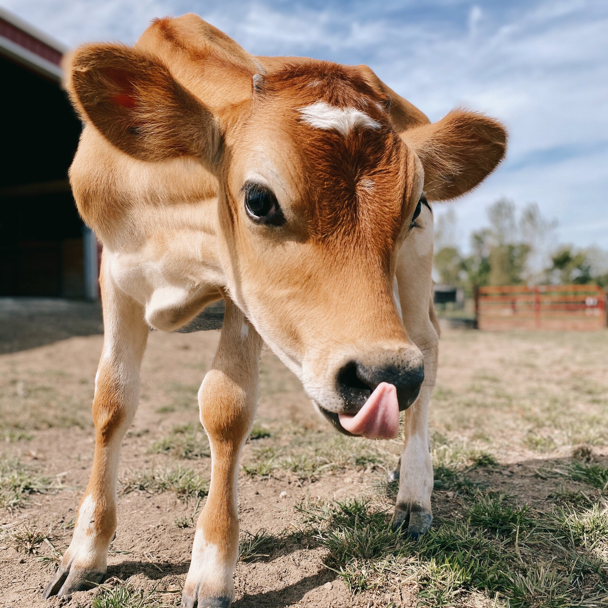 Meet the Animals — Iowa Farm Sanctuary