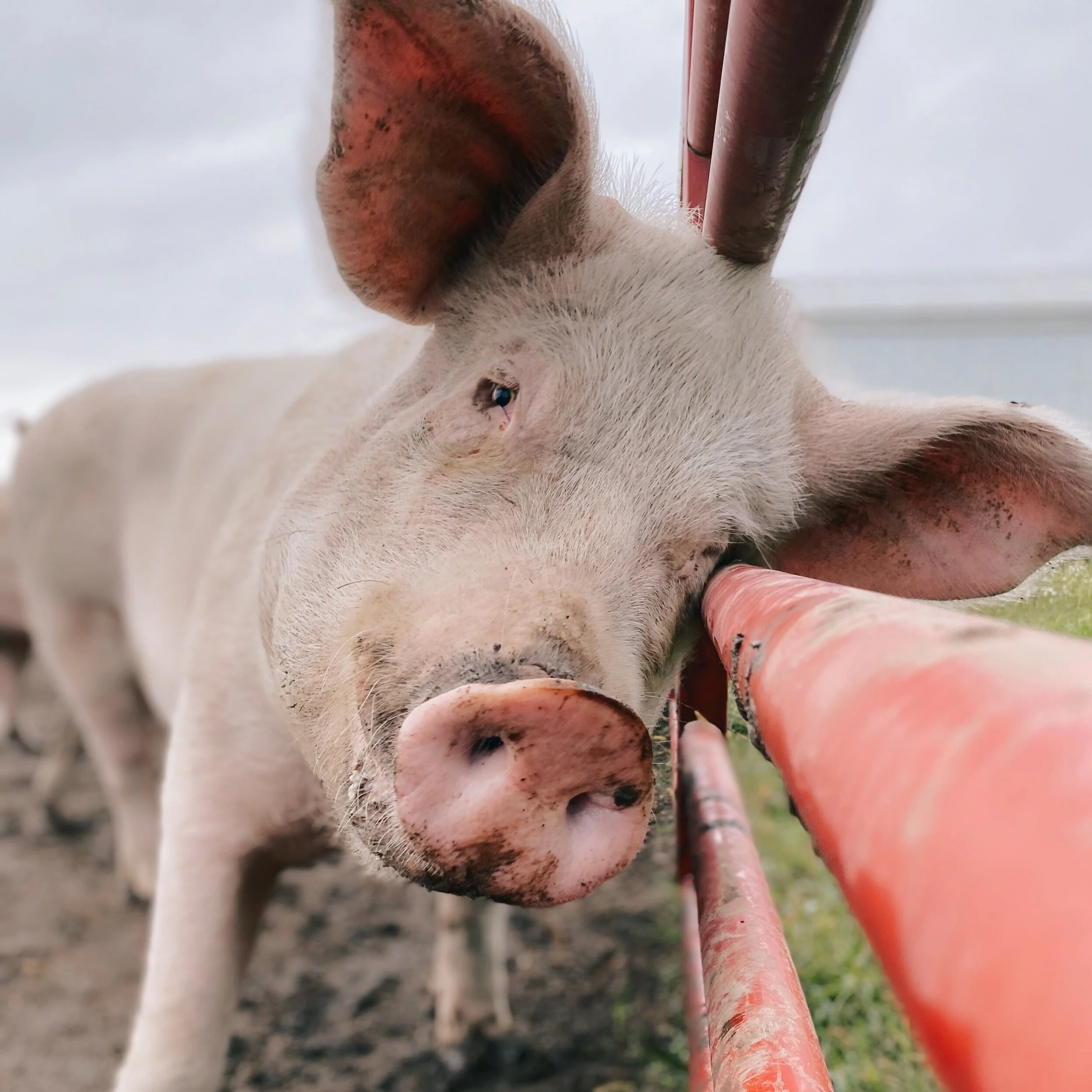 Meet the Animals — Iowa Farm Sanctuary