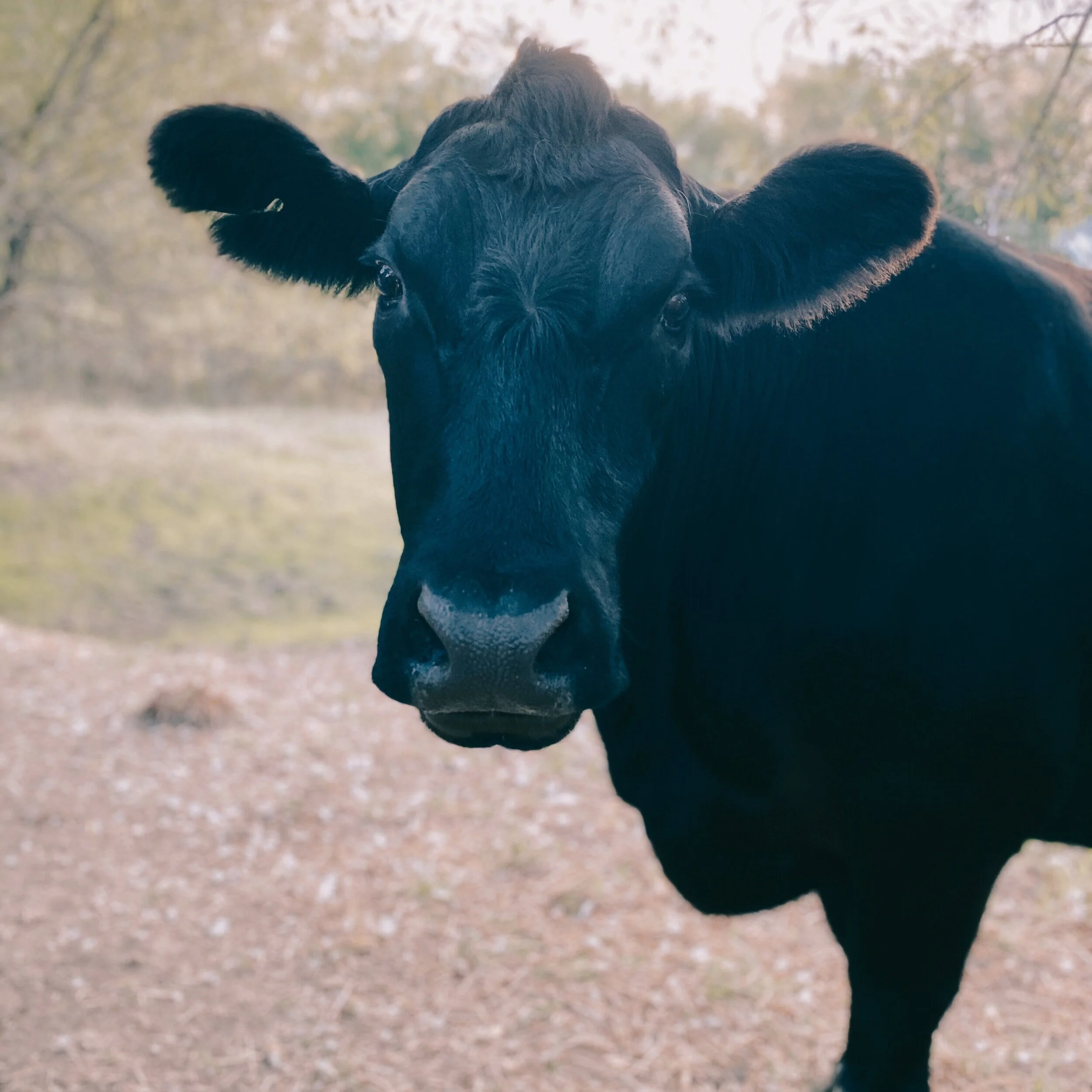 Meet the Animals — Iowa Farm Sanctuary