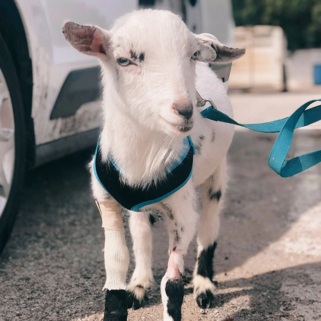 Meet the Animals — Iowa Farm Sanctuary