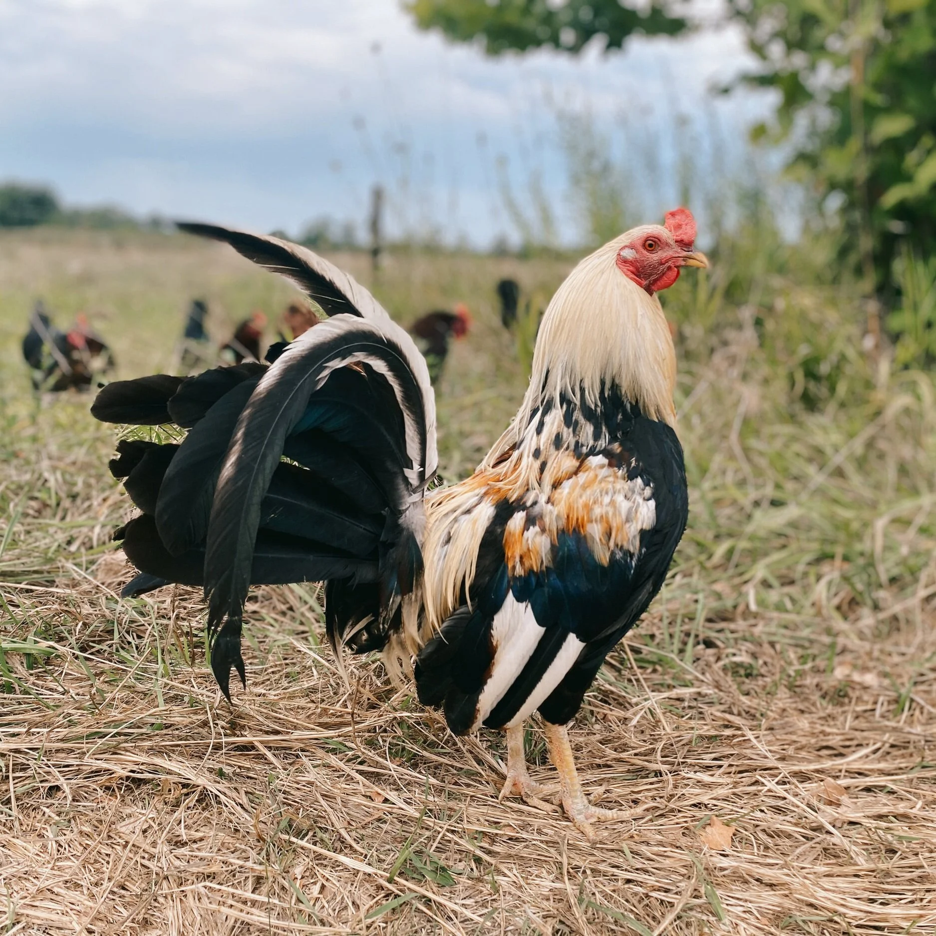 Meet the Animals — Iowa Farm Sanctuary