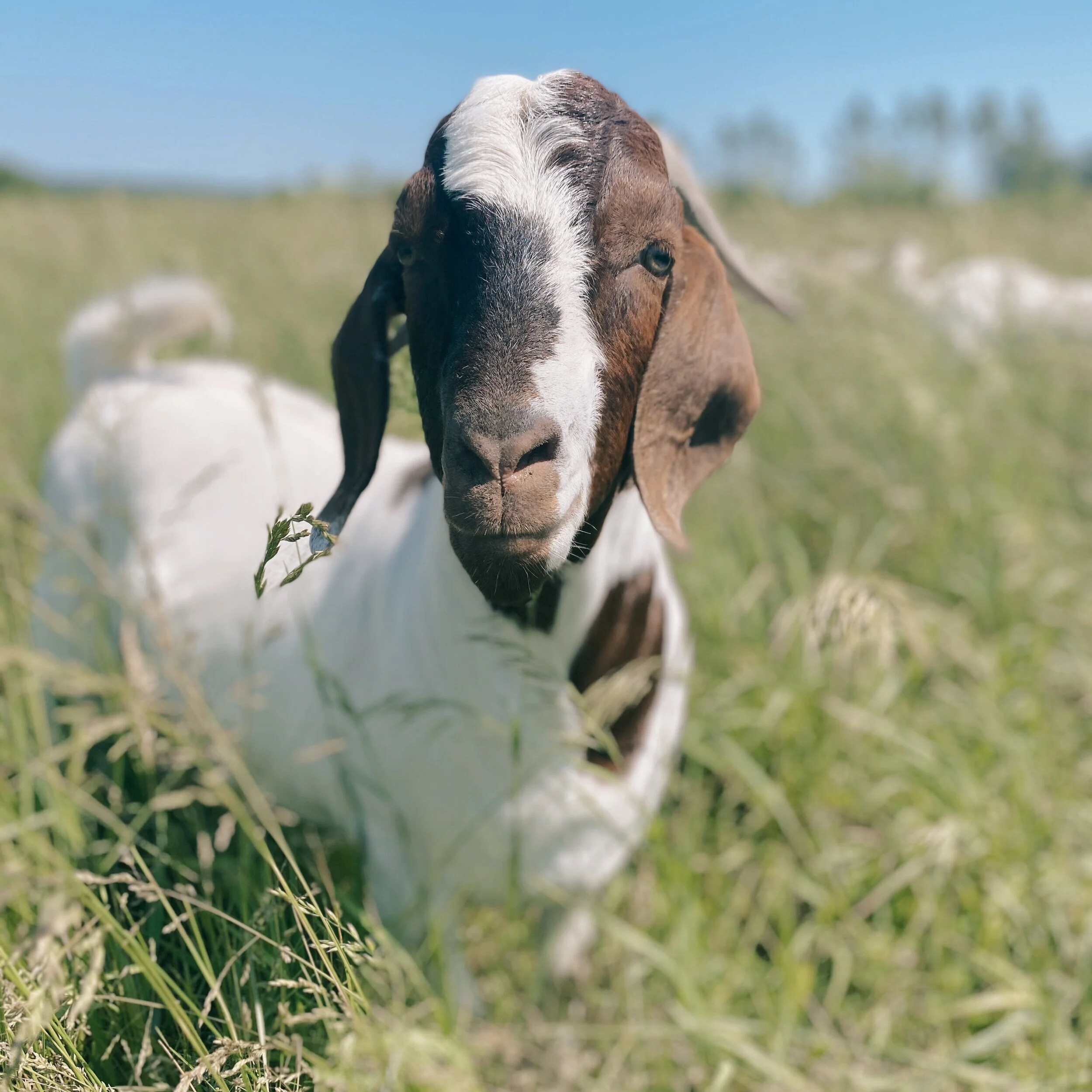 Meet the Animals — Iowa Farm Sanctuary