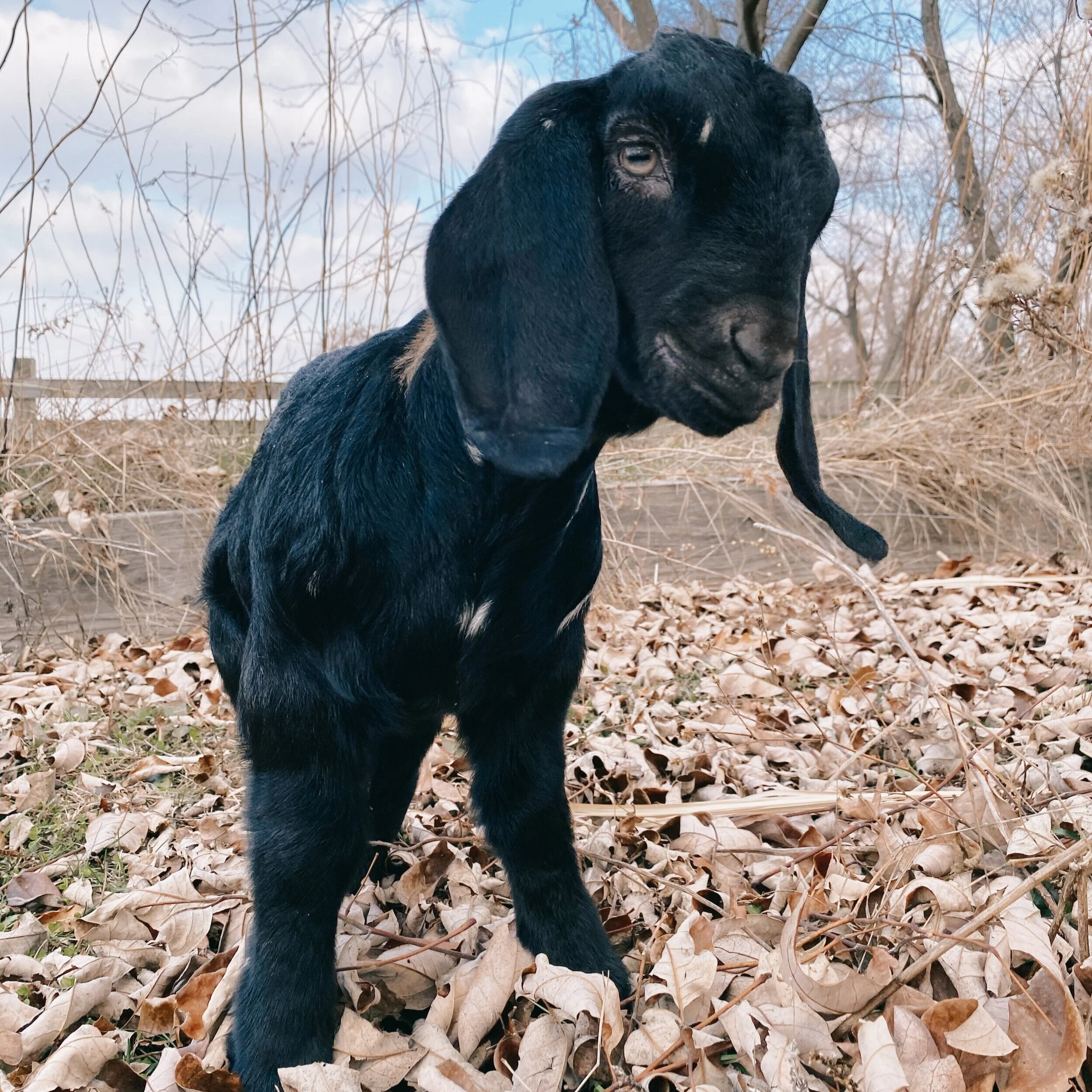 Meet the Animals — Iowa Farm Sanctuary