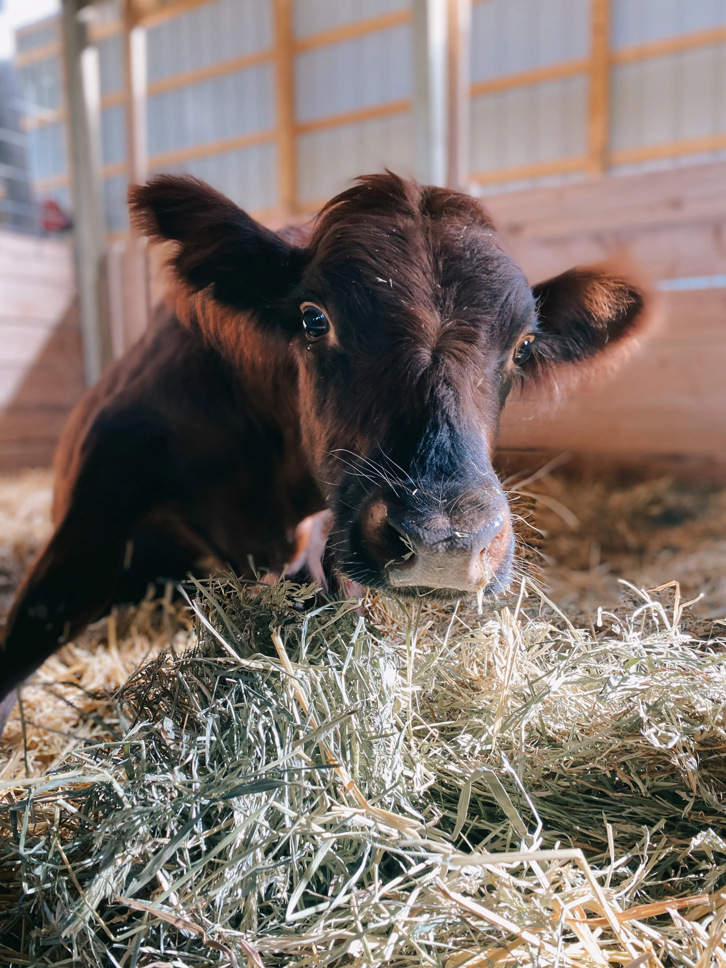Arlo — Iowa Farm Sanctuary