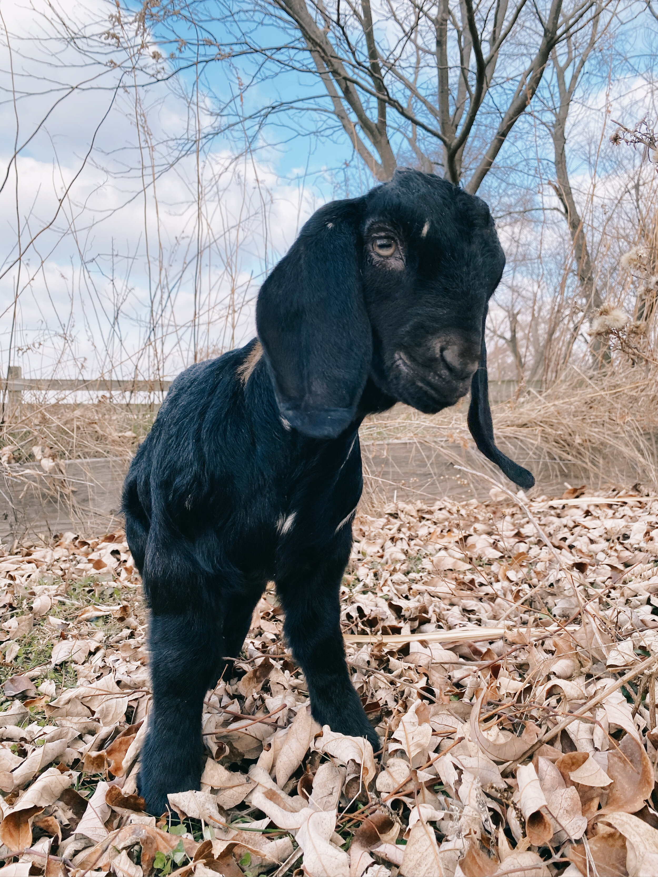 Booker — Iowa Farm Sanctuary