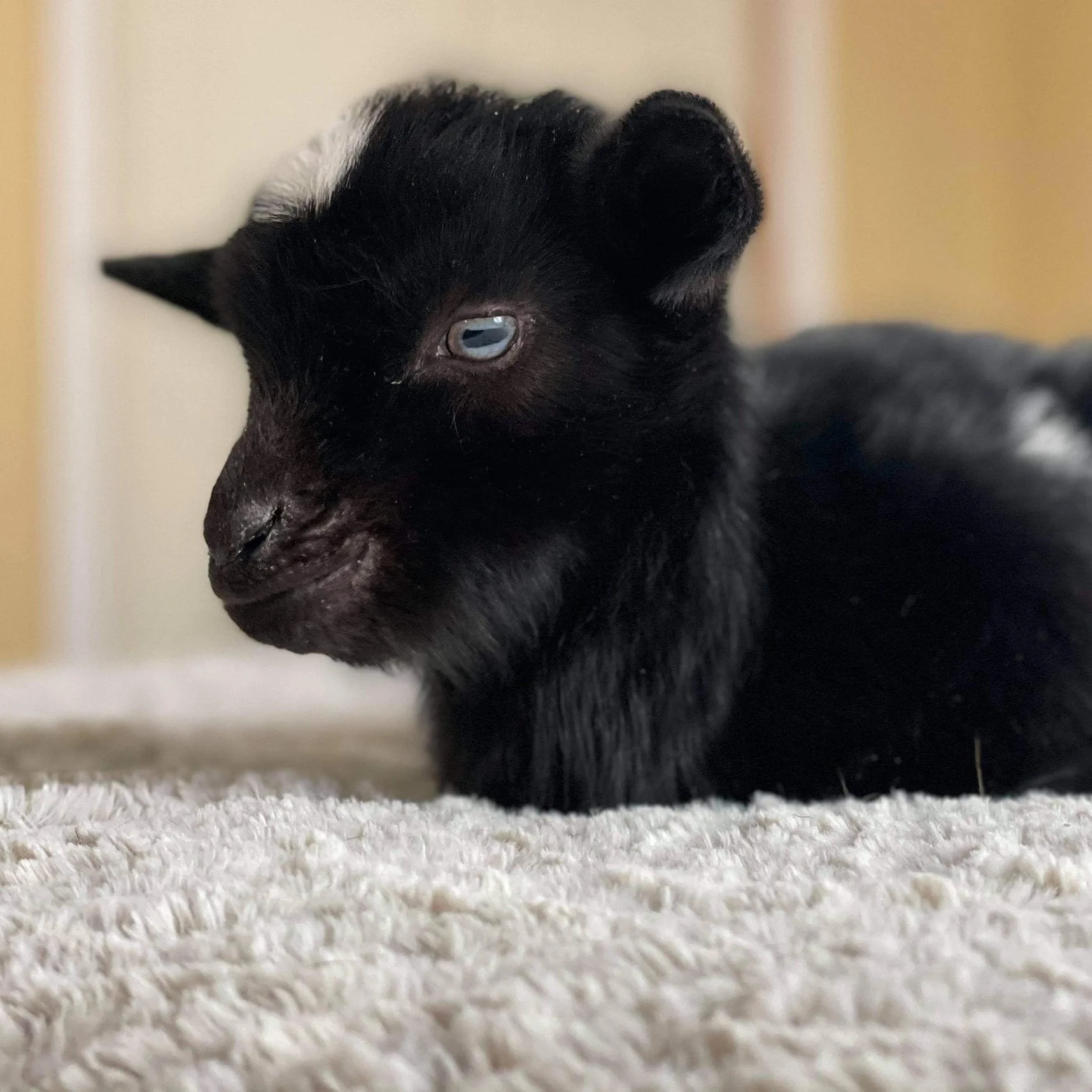 Meet the Animals — Iowa Farm Sanctuary