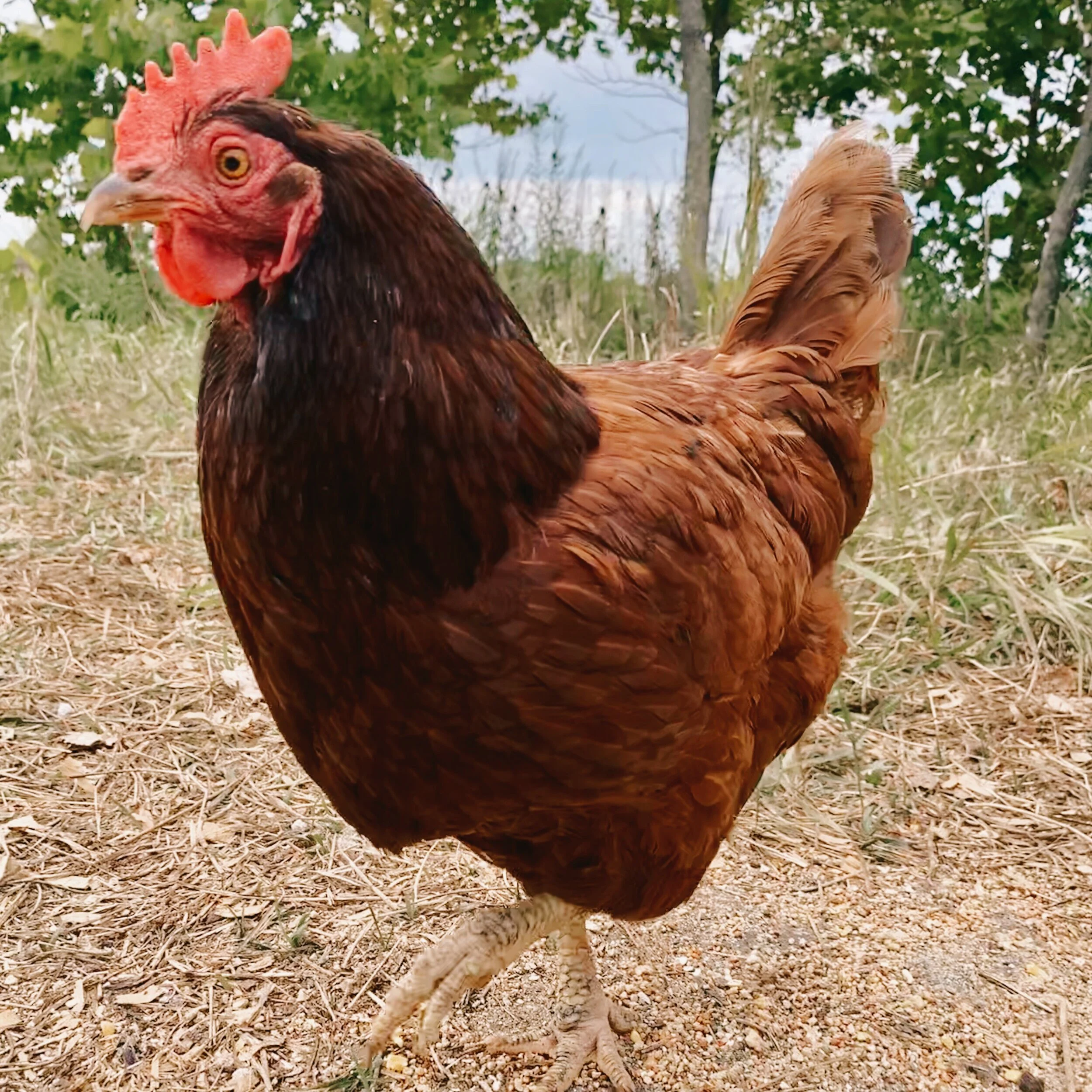 In Memory — Iowa Farm Sanctuary