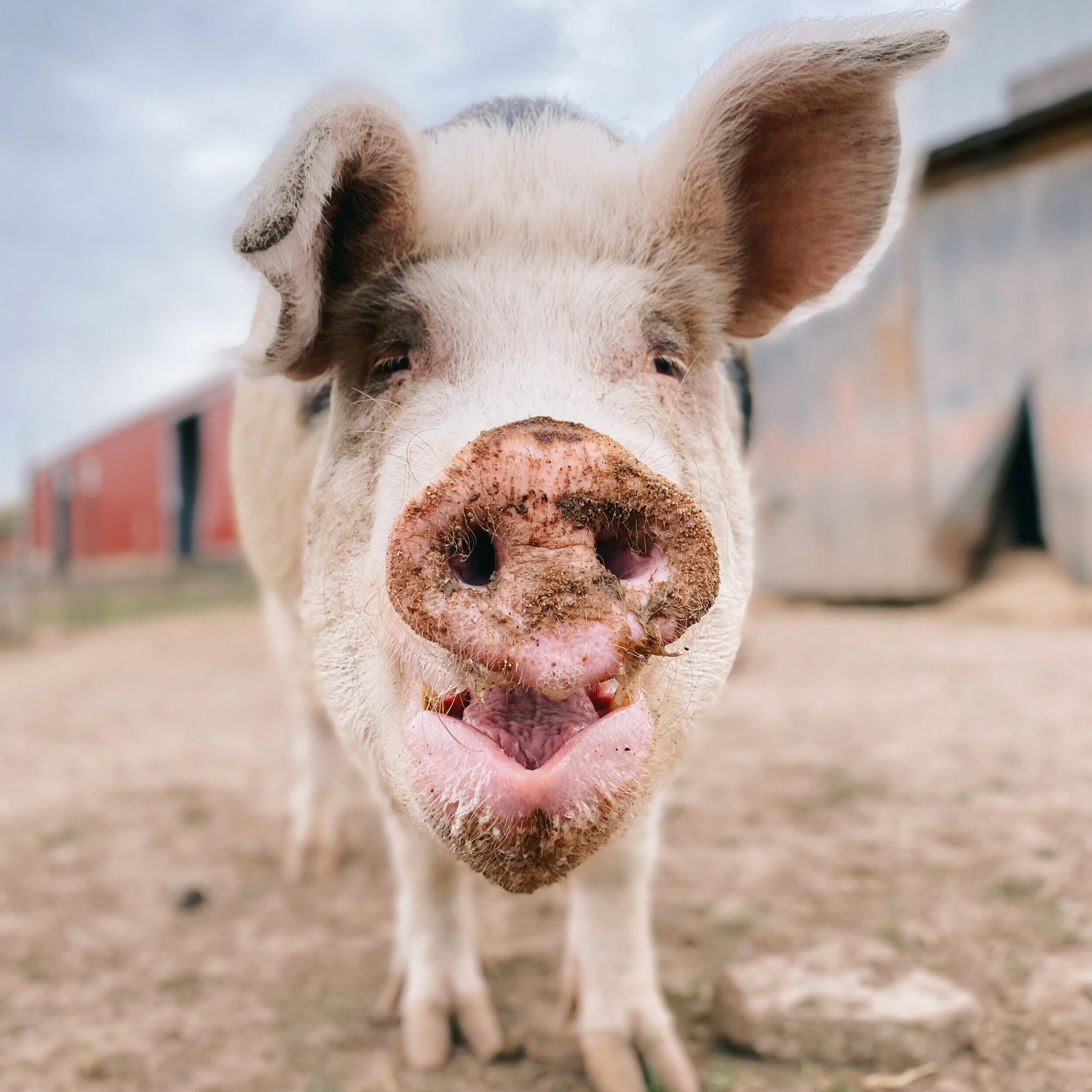 Meet the Animals — Iowa Farm Sanctuary