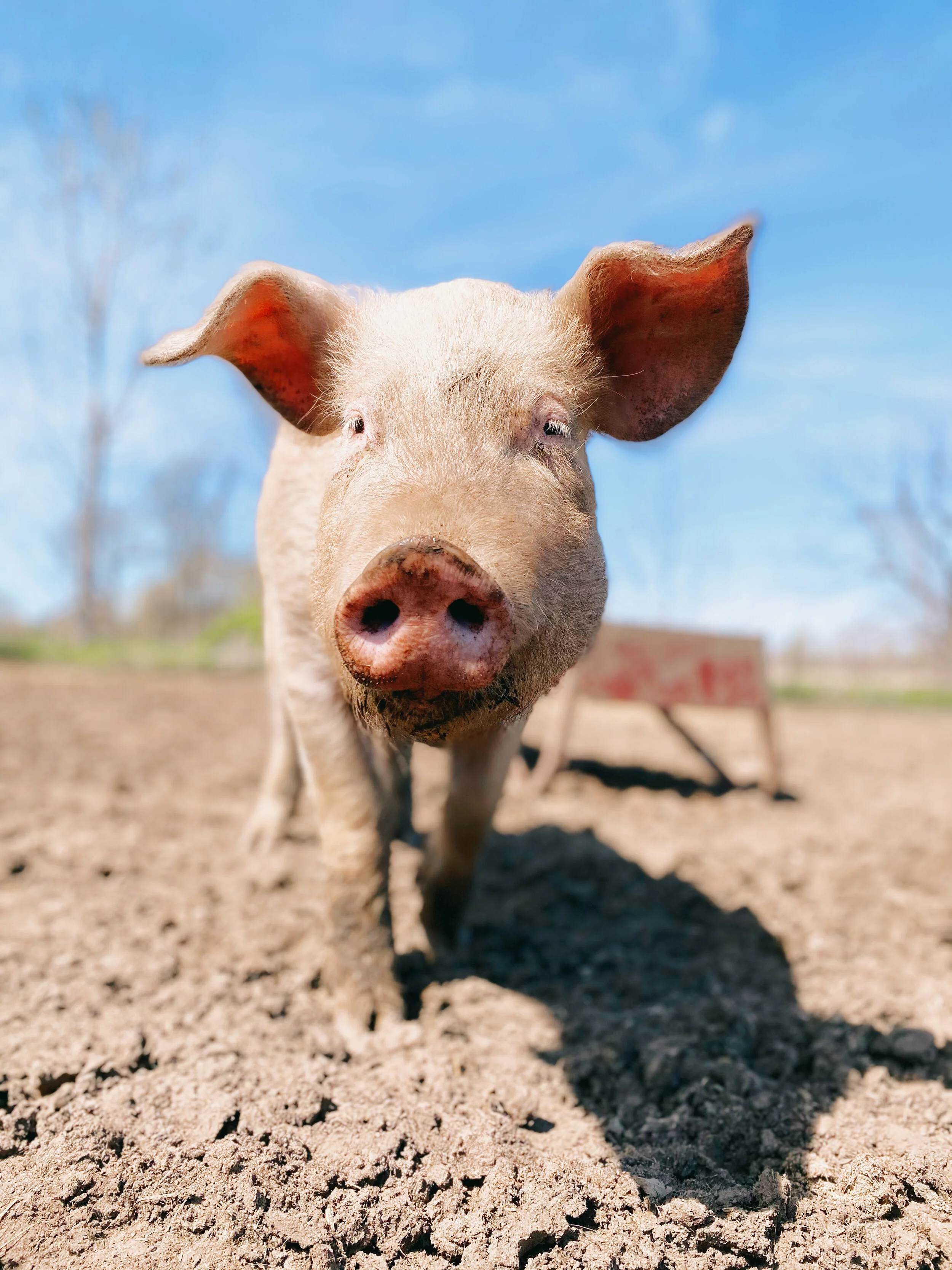 Ginger — Iowa Farm Sanctuary