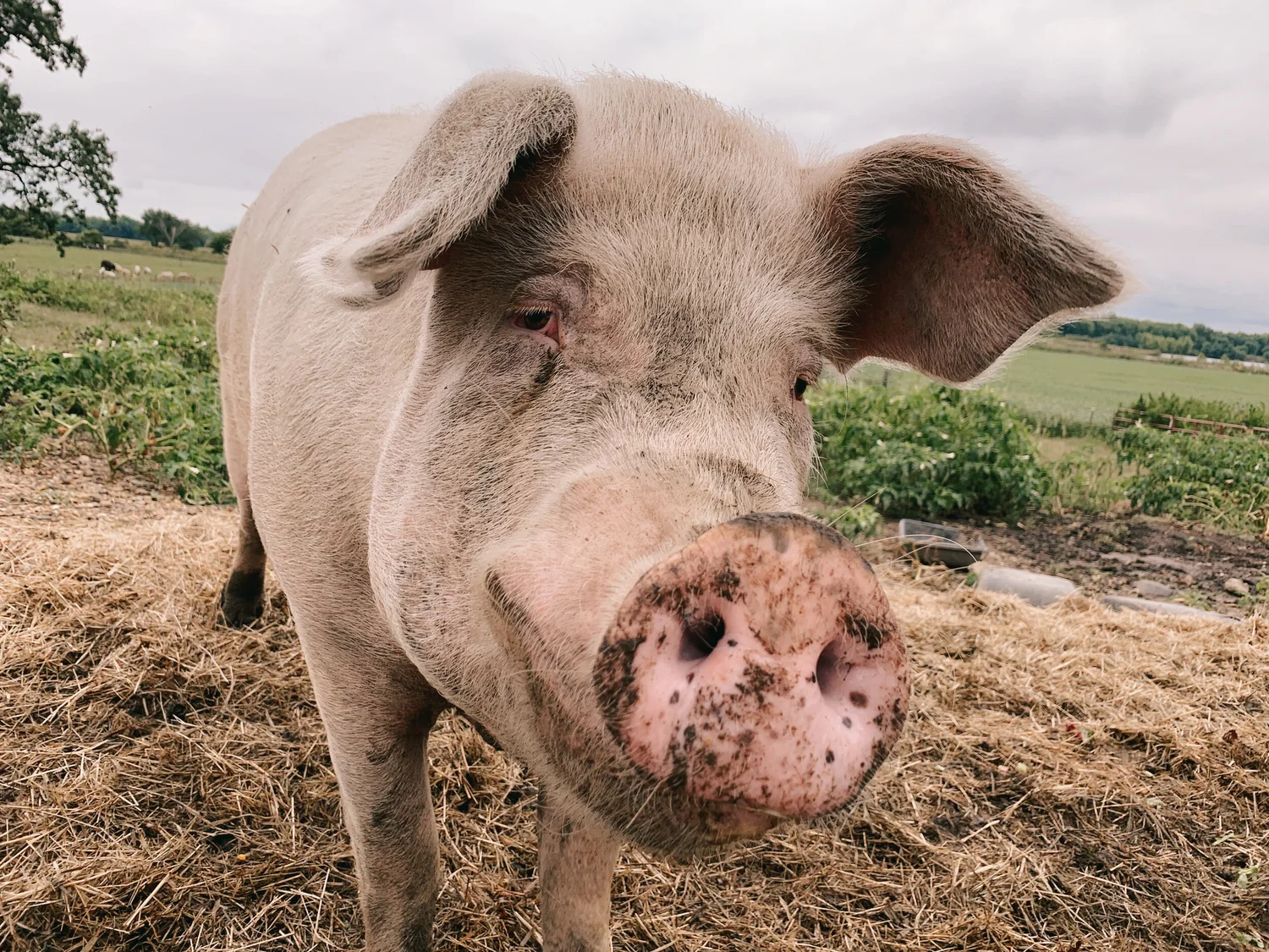 Marley — Iowa Farm Sanctuary