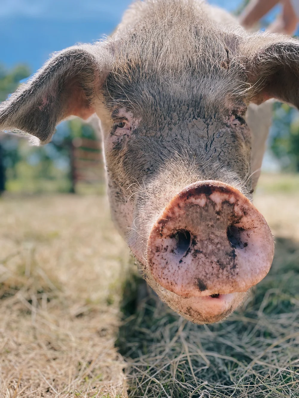 Monkey — Iowa Farm Sanctuary