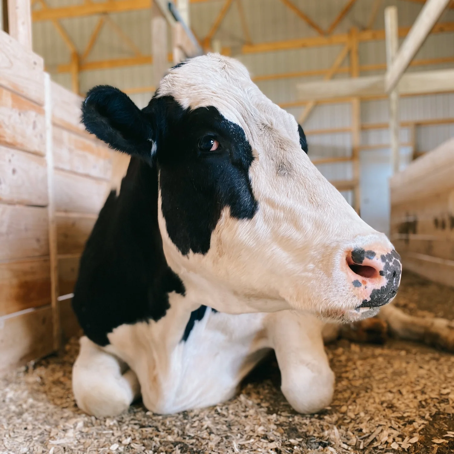 In Memory — Iowa Farm Sanctuary