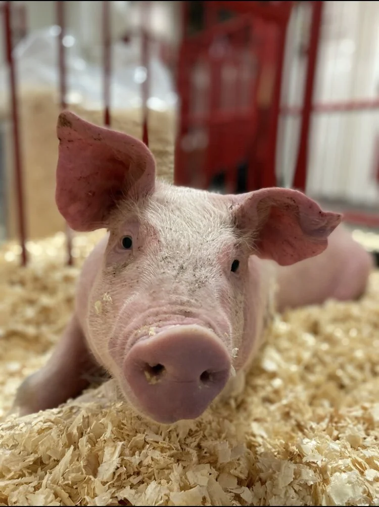 Archie — Iowa Farm Sanctuary