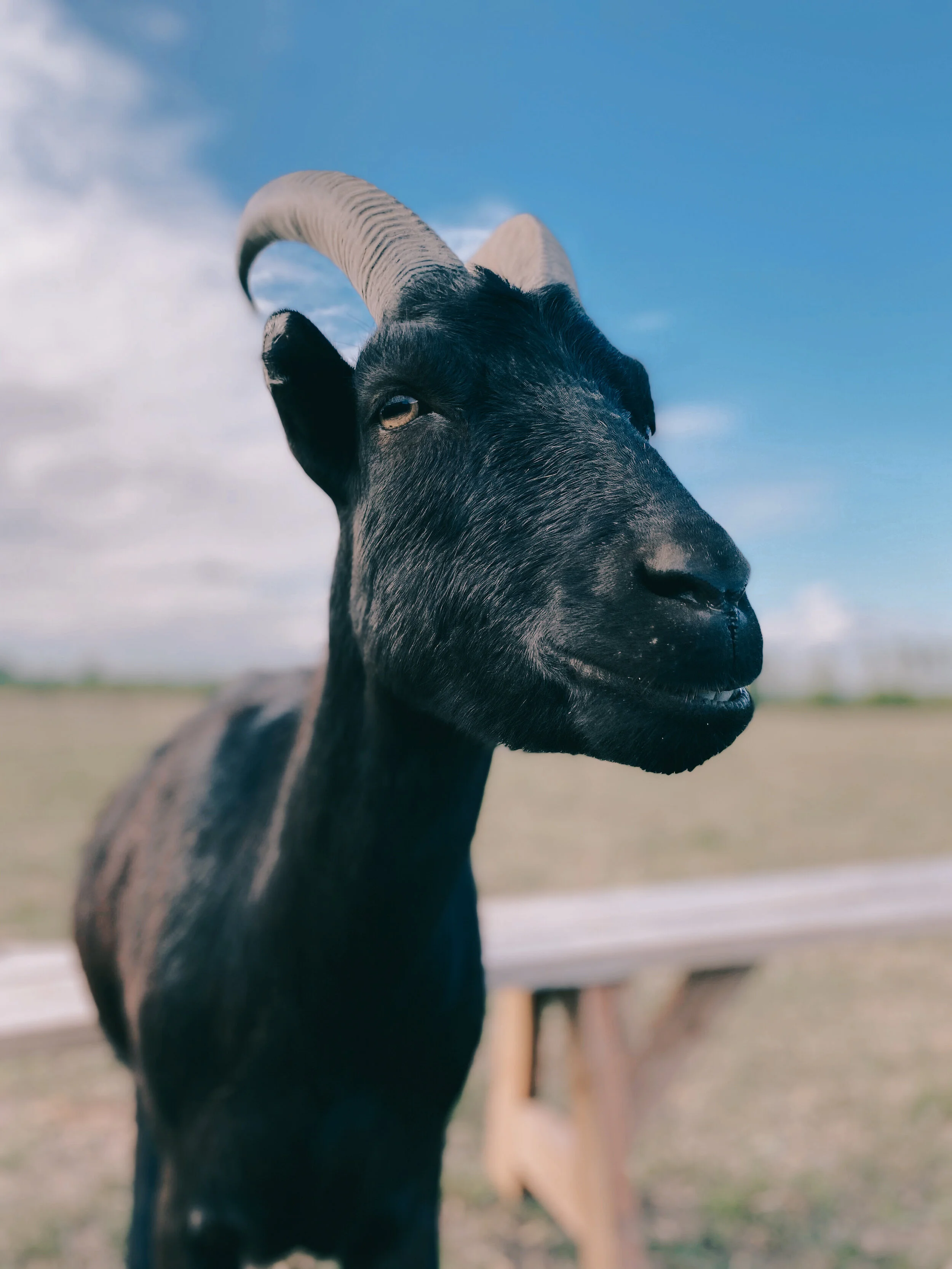 Ollie — Iowa Farm Sanctuary