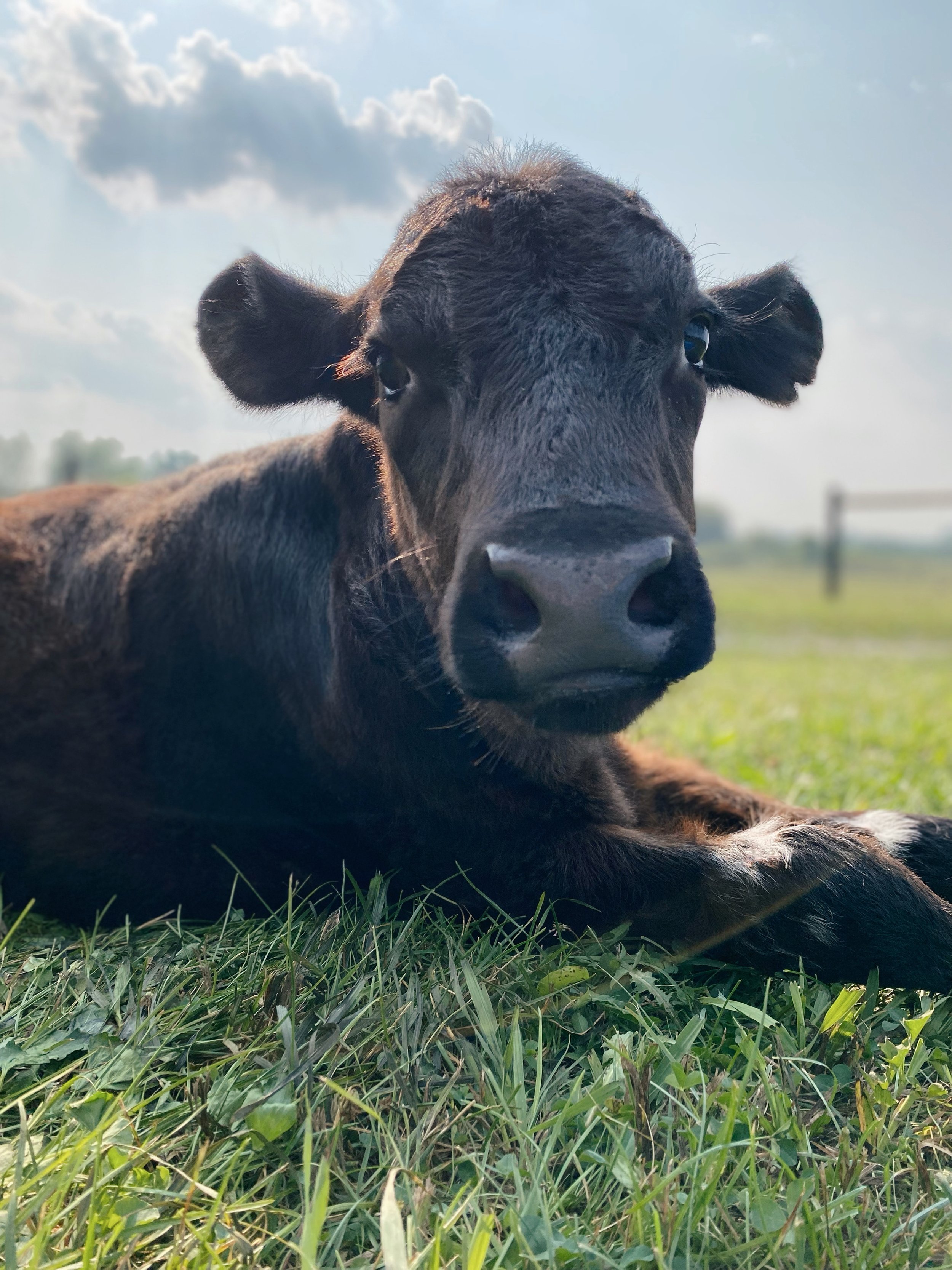 Watson — Iowa Farm Sanctuary