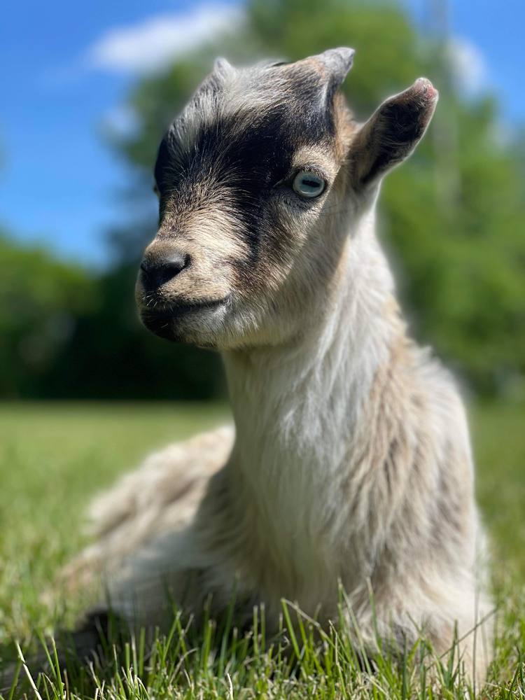 Dillon — Iowa Farm Sanctuary
