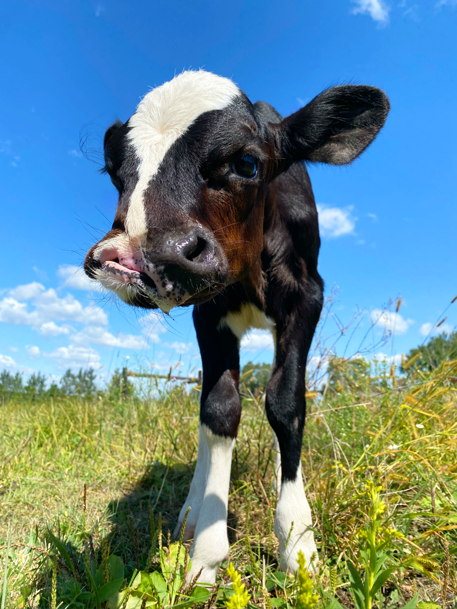 Tay — Iowa Farm Sanctuary