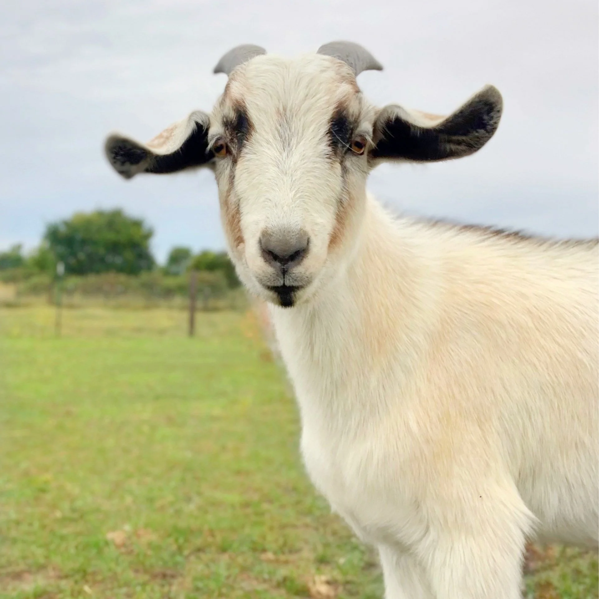 Meet the Animals — Iowa Farm Sanctuary