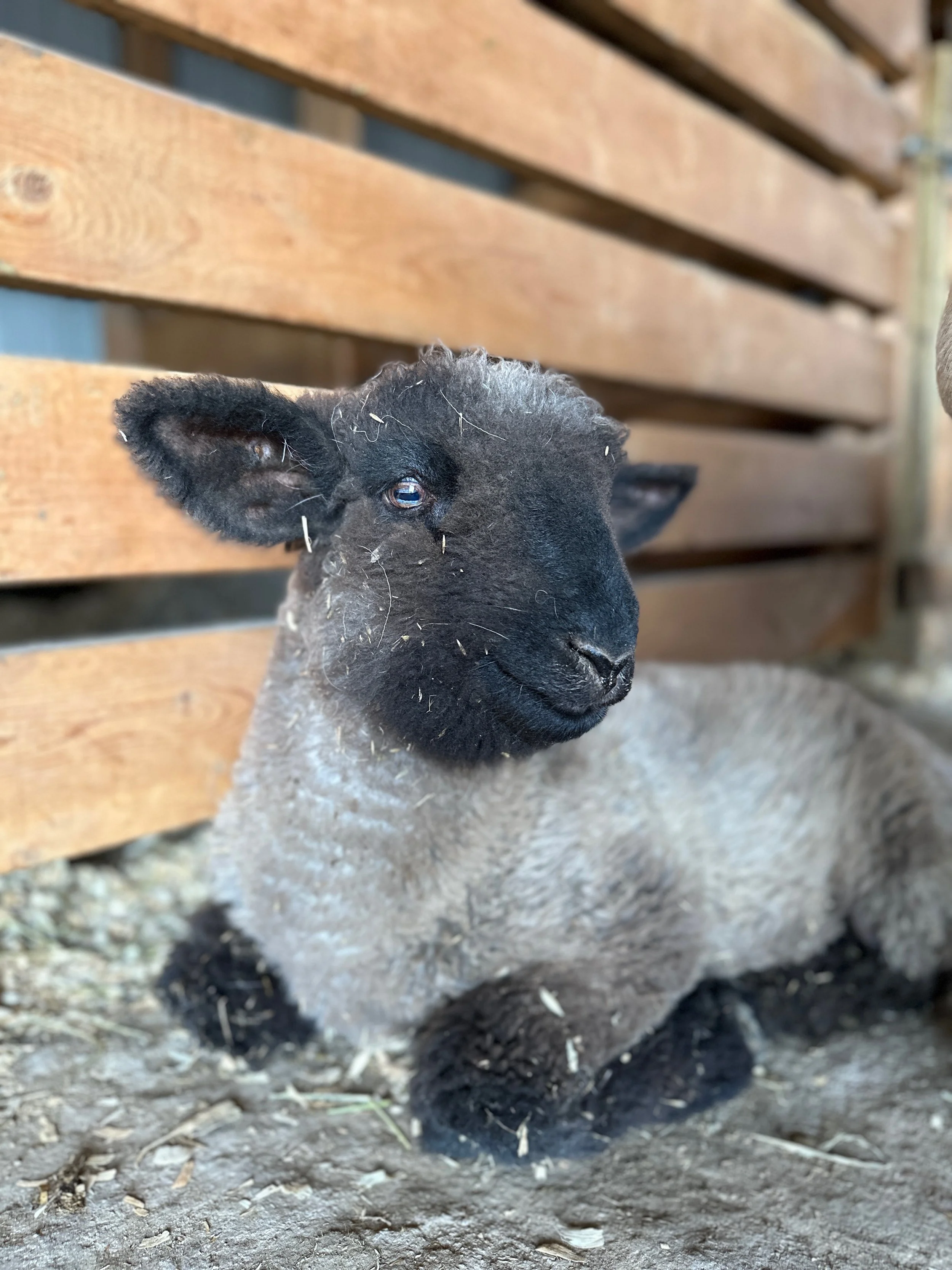 Larry — Iowa Farm Sanctuary