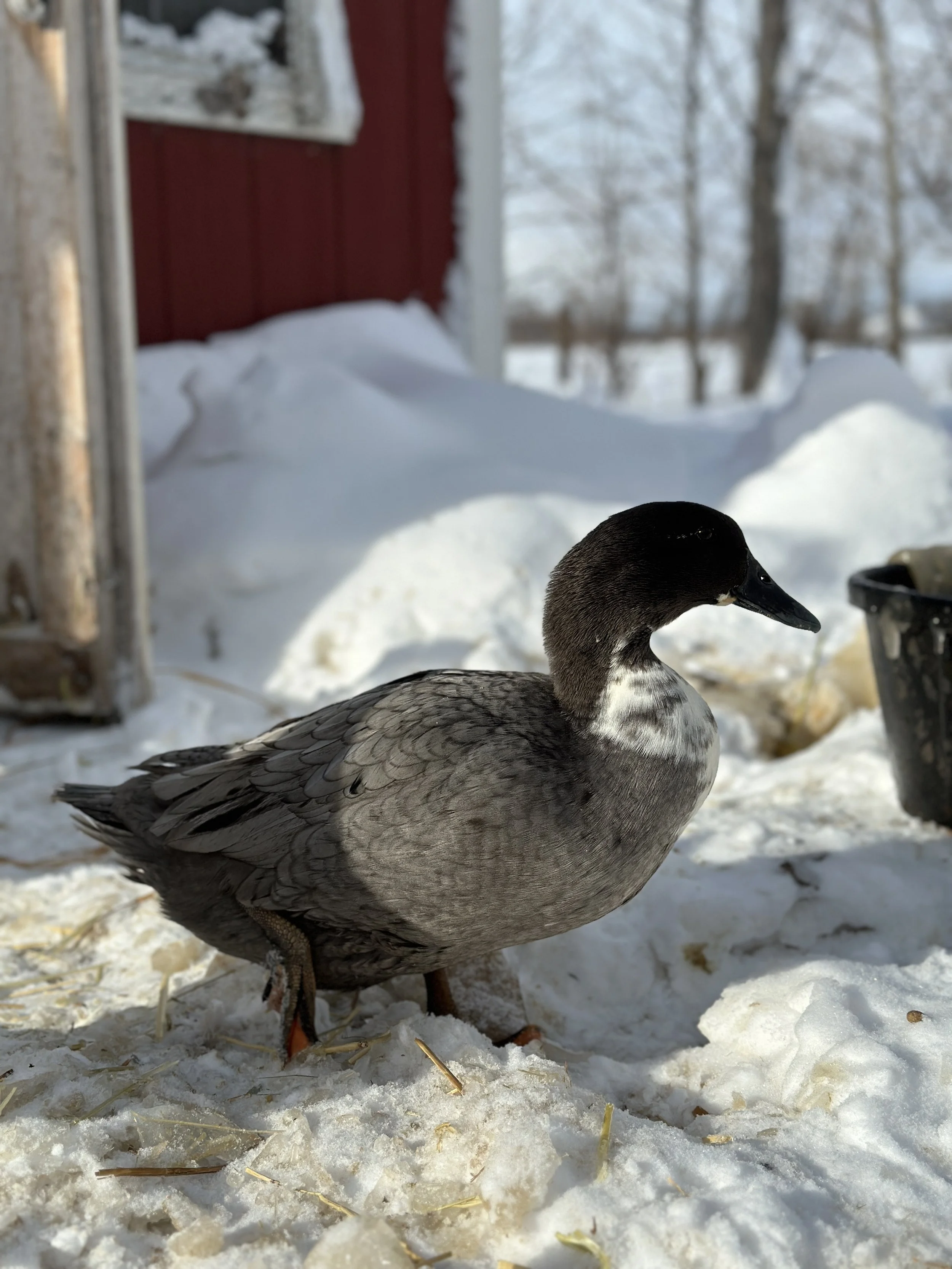 Dewey — Iowa Farm Sanctuary