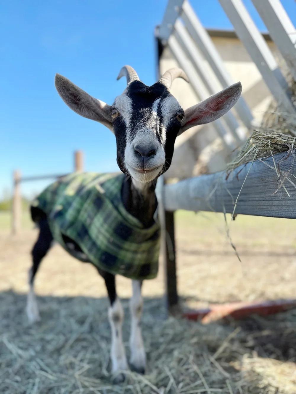 Maria — Iowa Farm Sanctuary