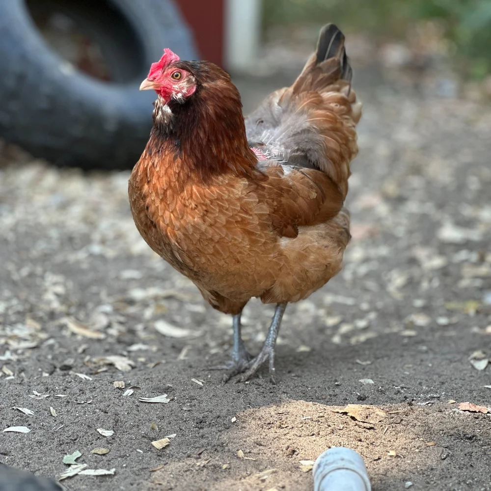 Chucky — Iowa Farm Sanctuary