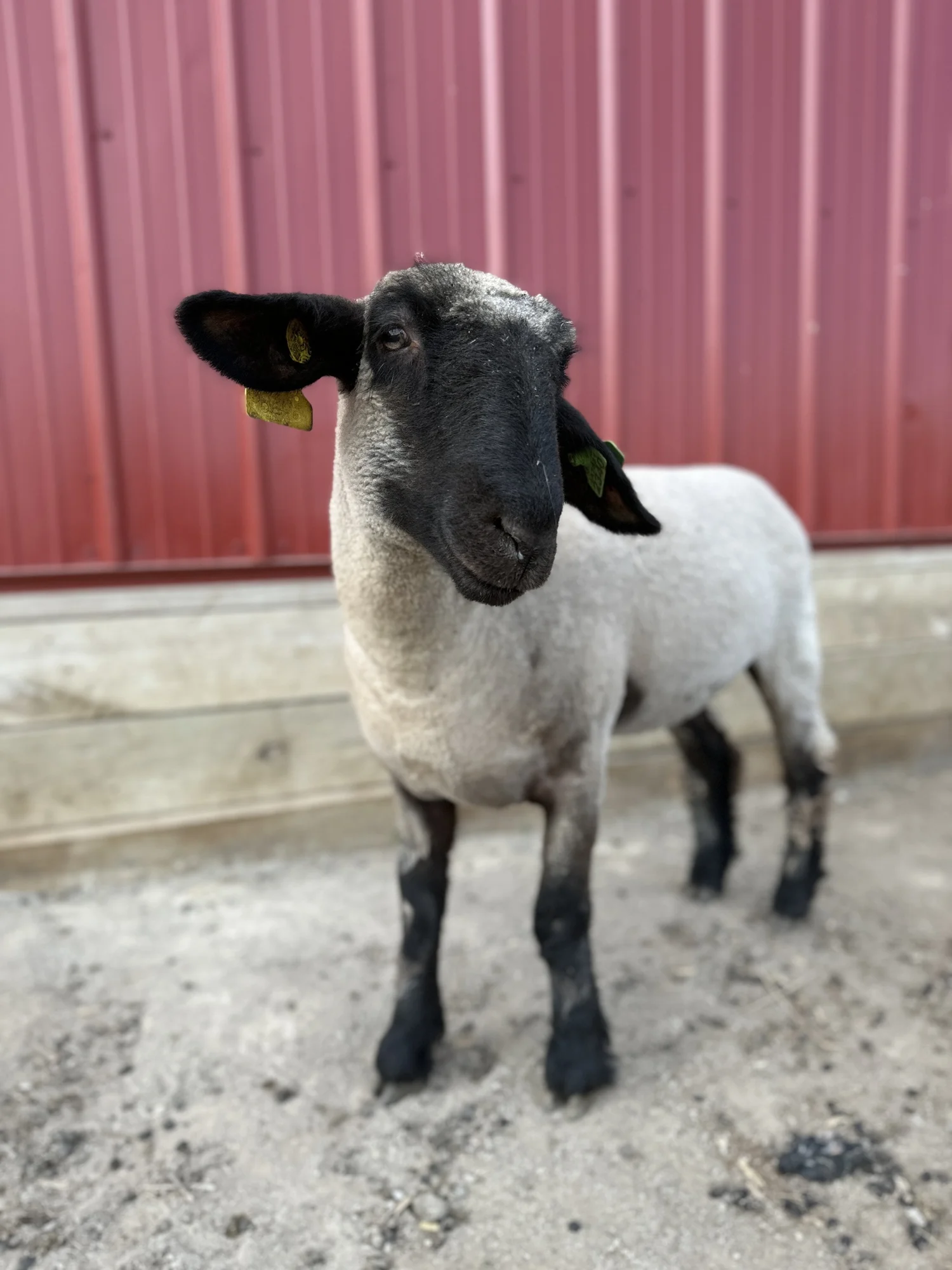 Clementine — Iowa Farm Sanctuary