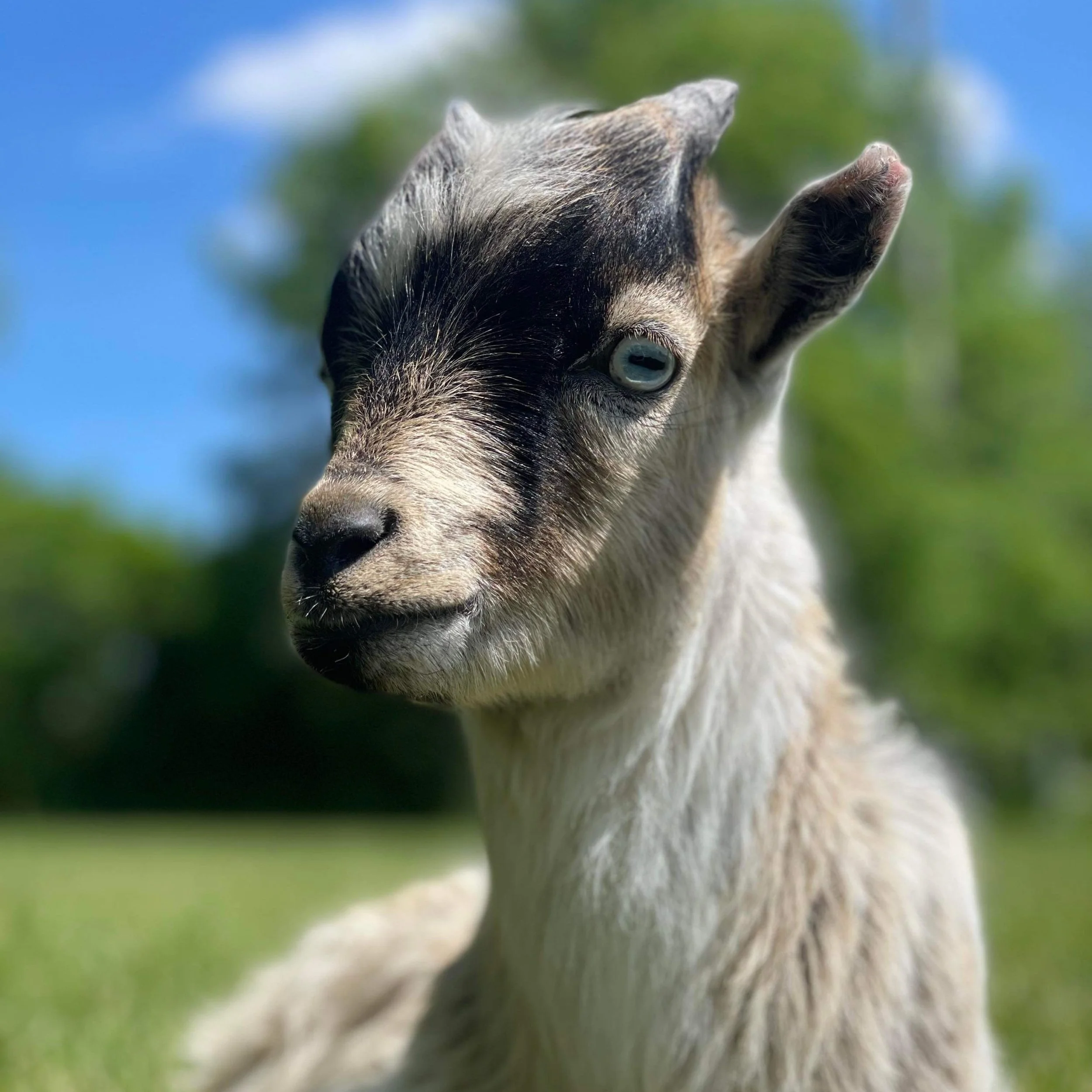 Meet the Animals — Iowa Farm Sanctuary