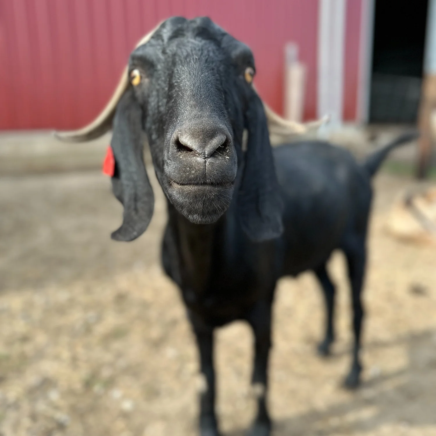Meet the Animals — Iowa Farm Sanctuary