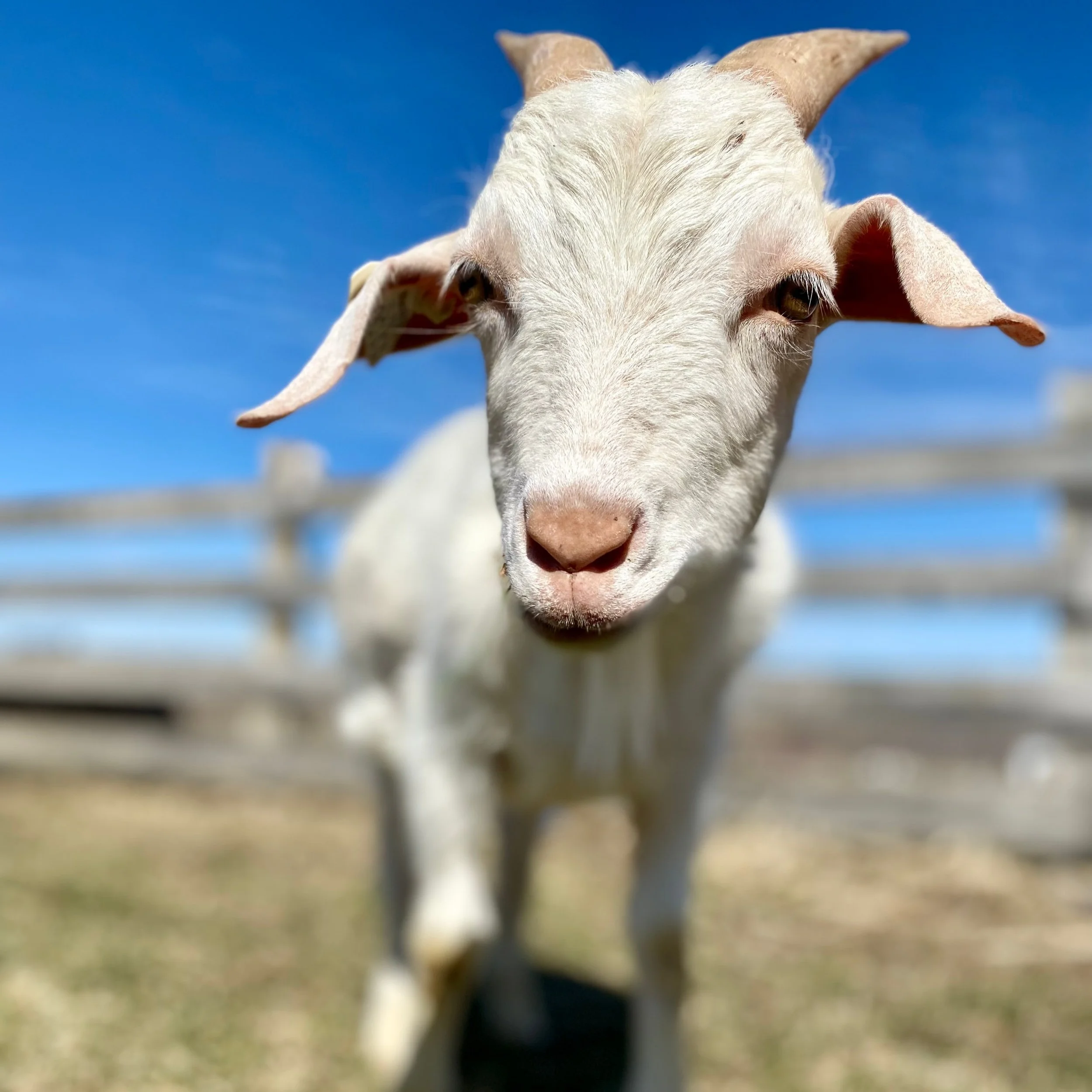 Meet the Animals — Iowa Farm Sanctuary