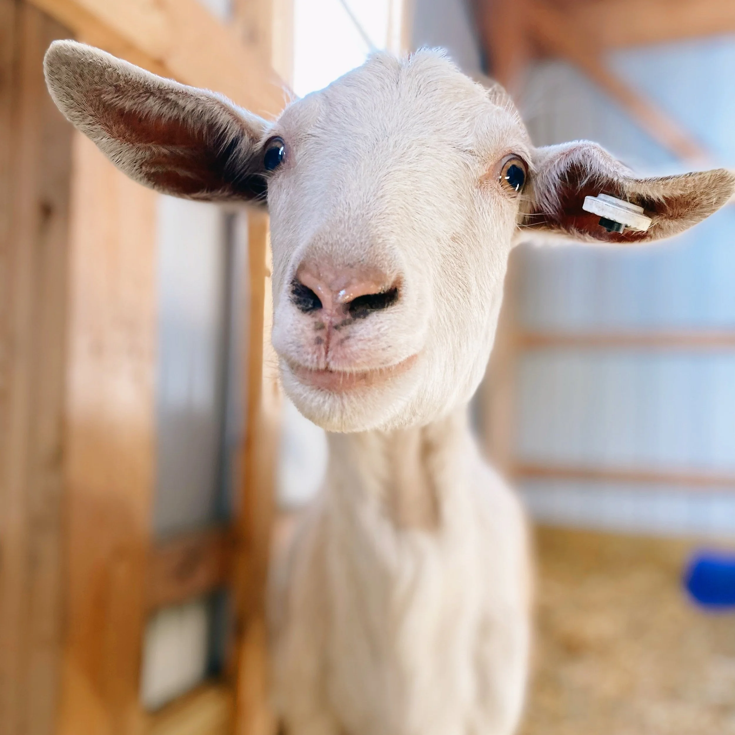 Meet the Animals — Iowa Farm Sanctuary