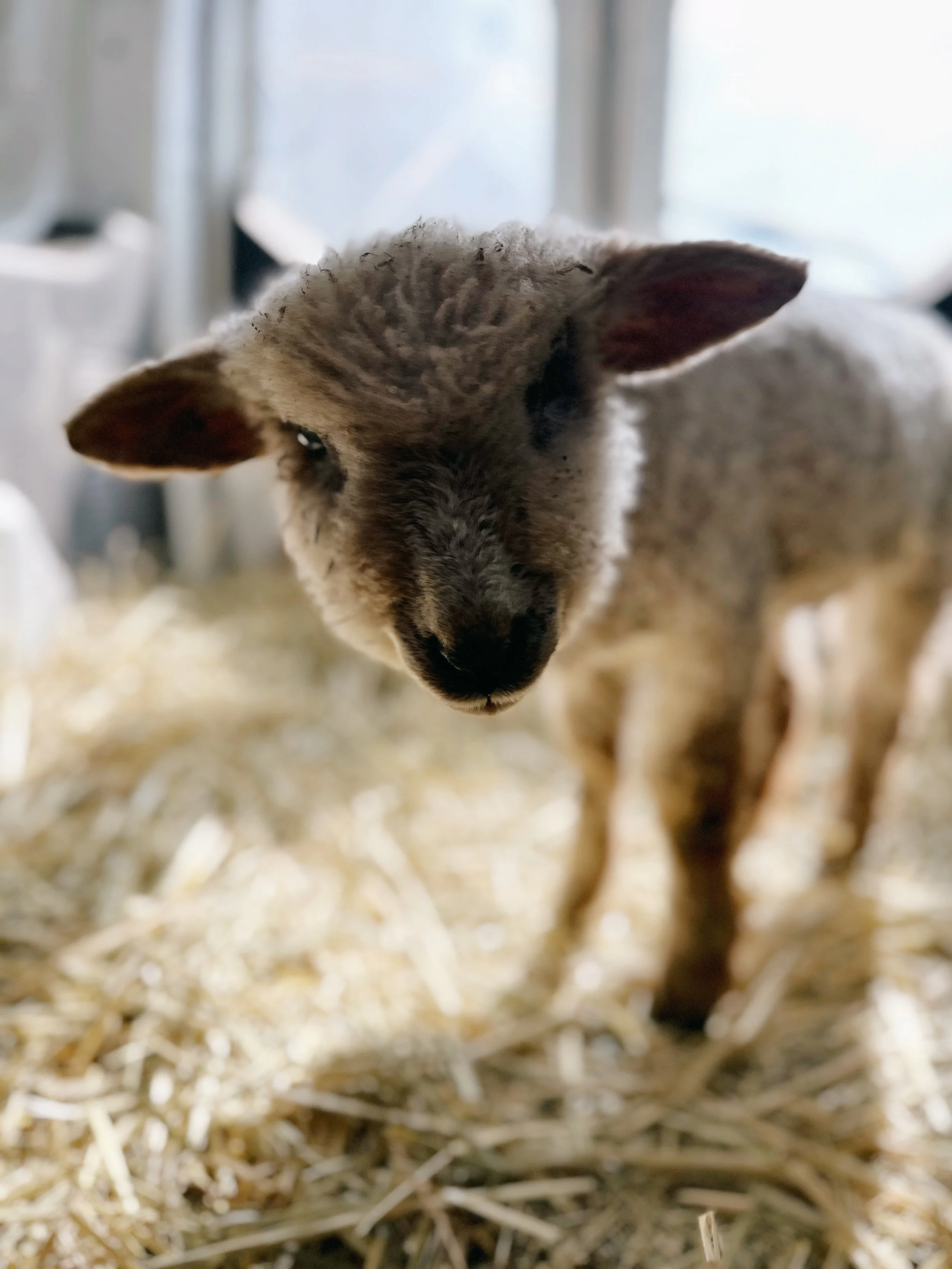 Suzy — Iowa Farm Sanctuary