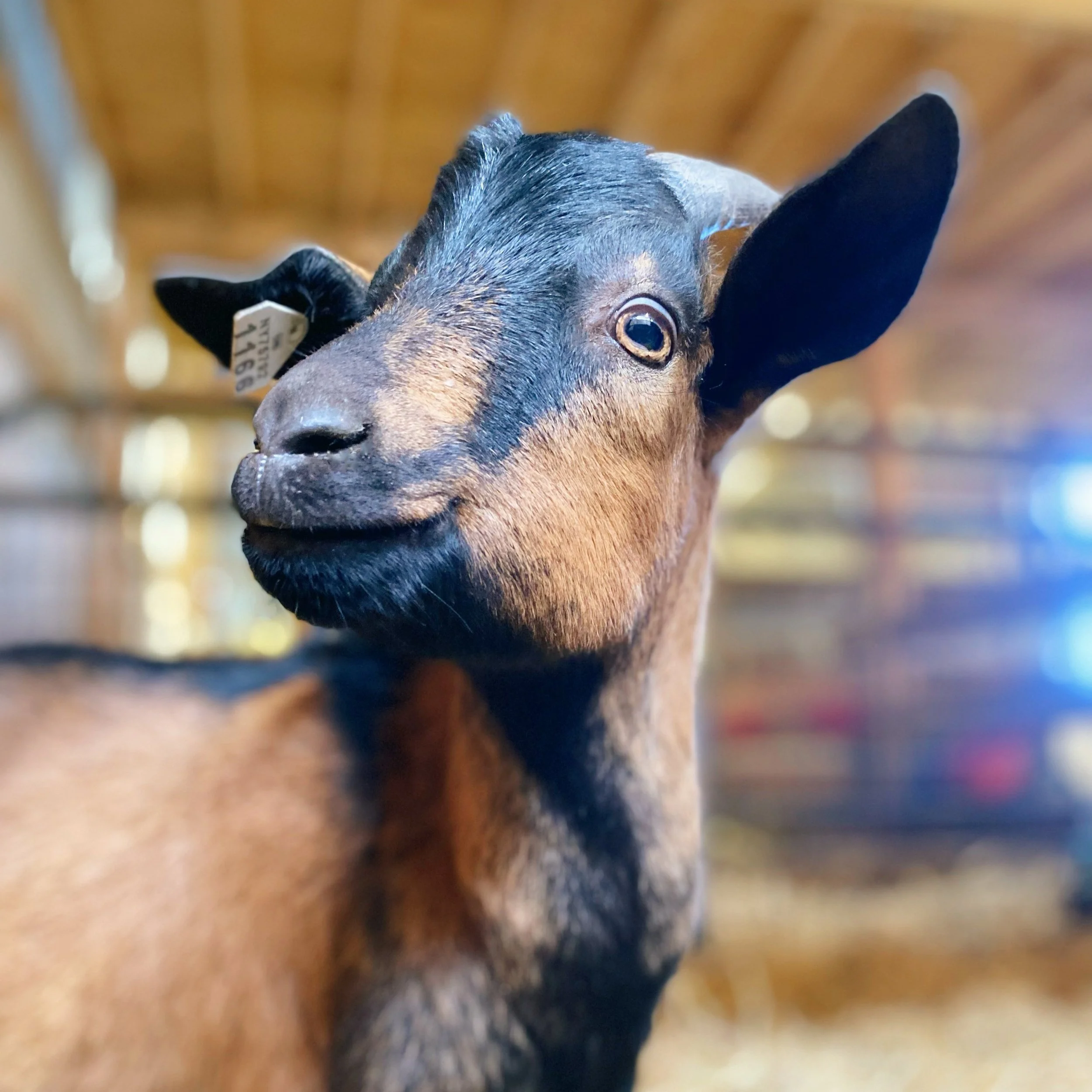 Meet the Animals — Iowa Farm Sanctuary