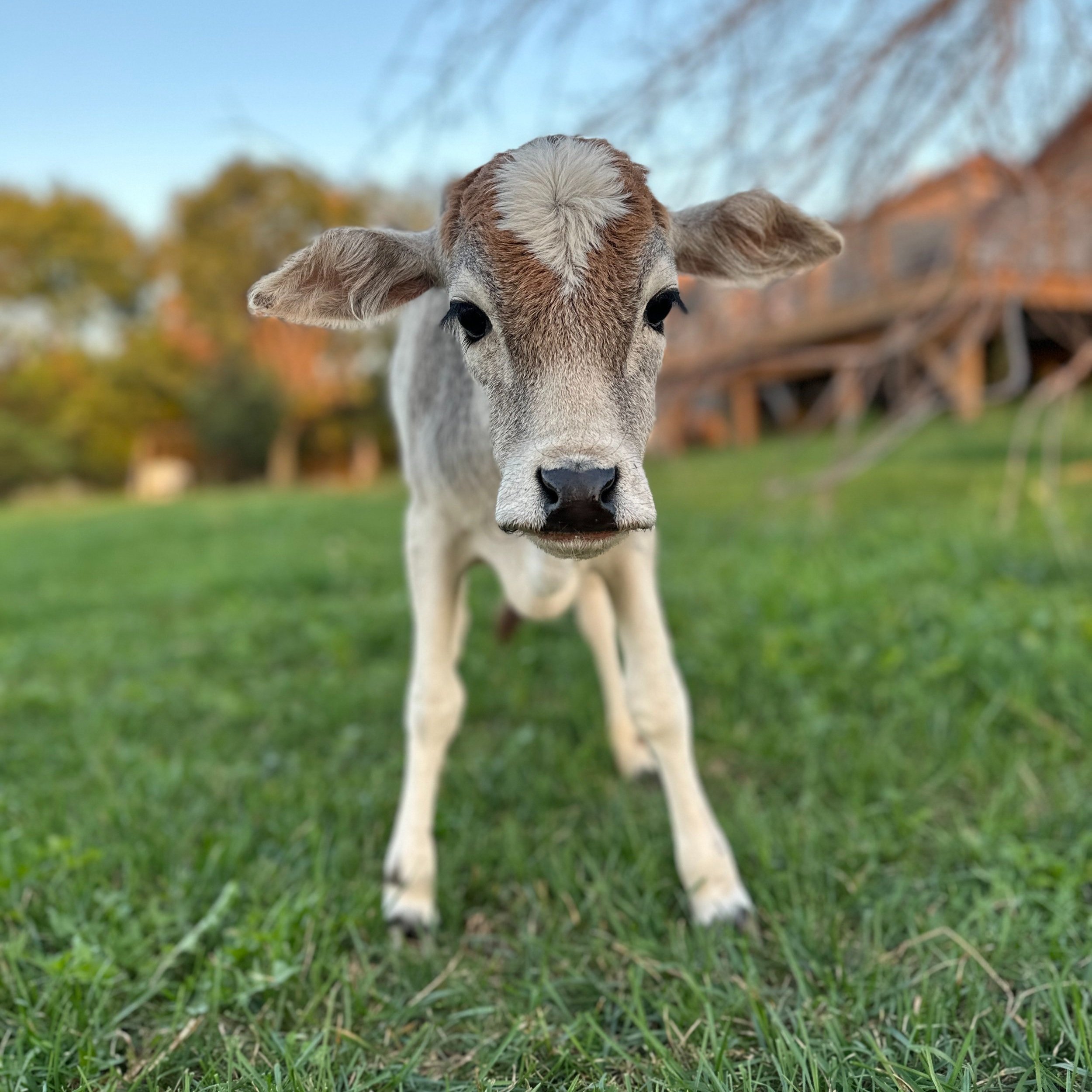 Meet the Animals — Iowa Farm Sanctuary